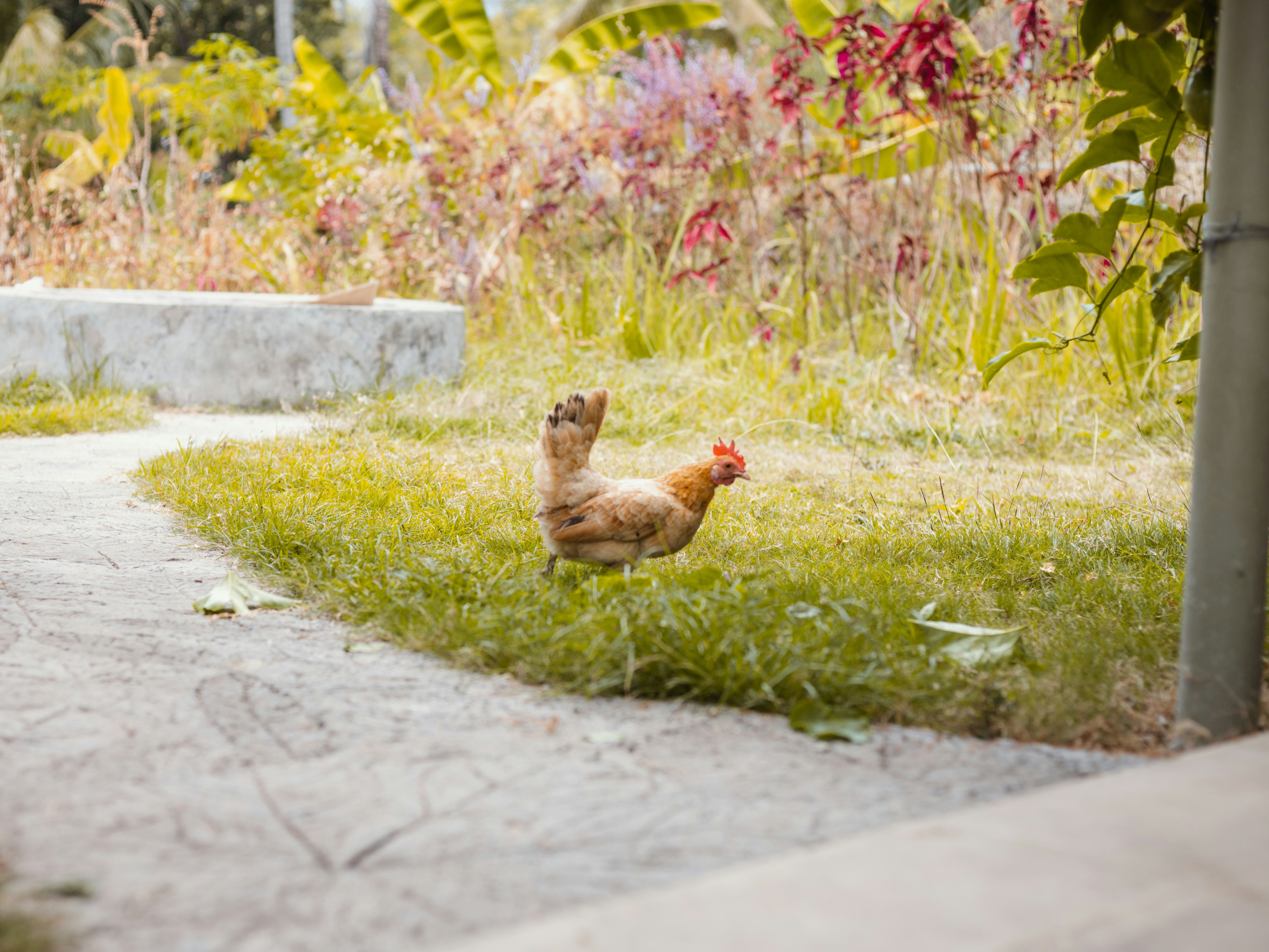 Sunlit Hen on a Quiet Garden Verge