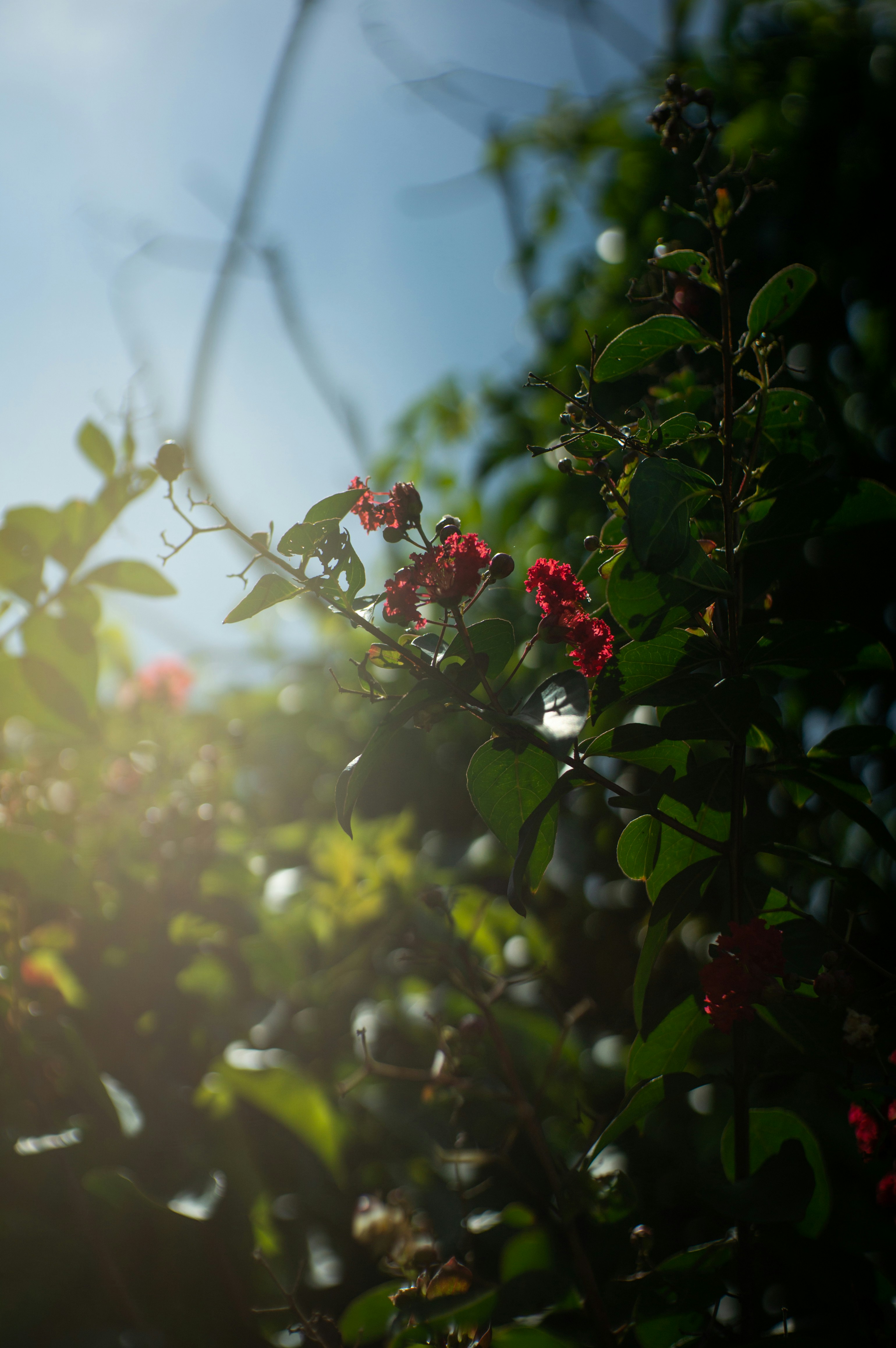 Vibrant red flowers emerge amidst lush green foliage under a bright sky, showcasing the beauty of nature's palette.