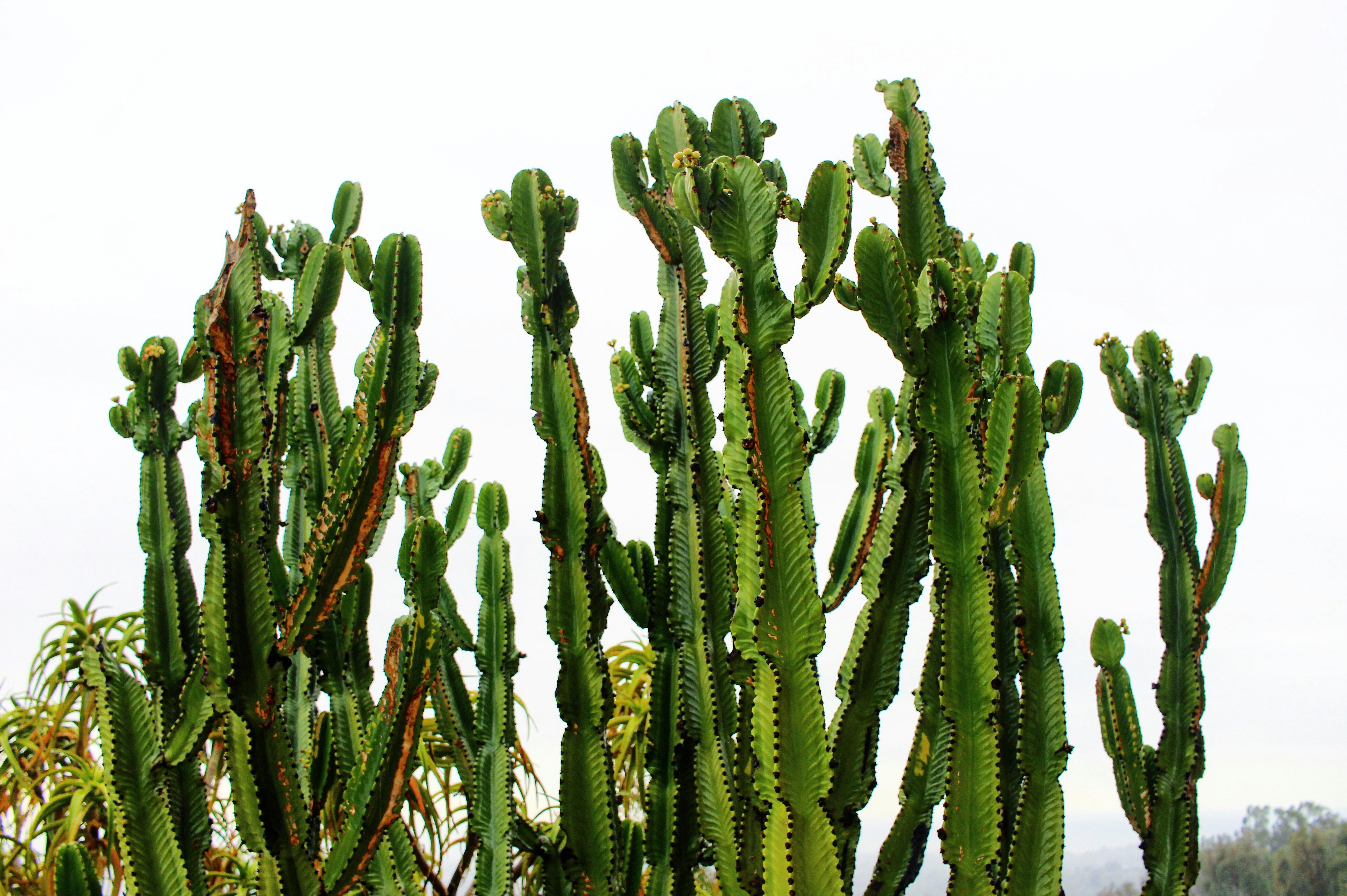 Desert Succession: Cactus Fingers Reaching Toward a Pale Sky