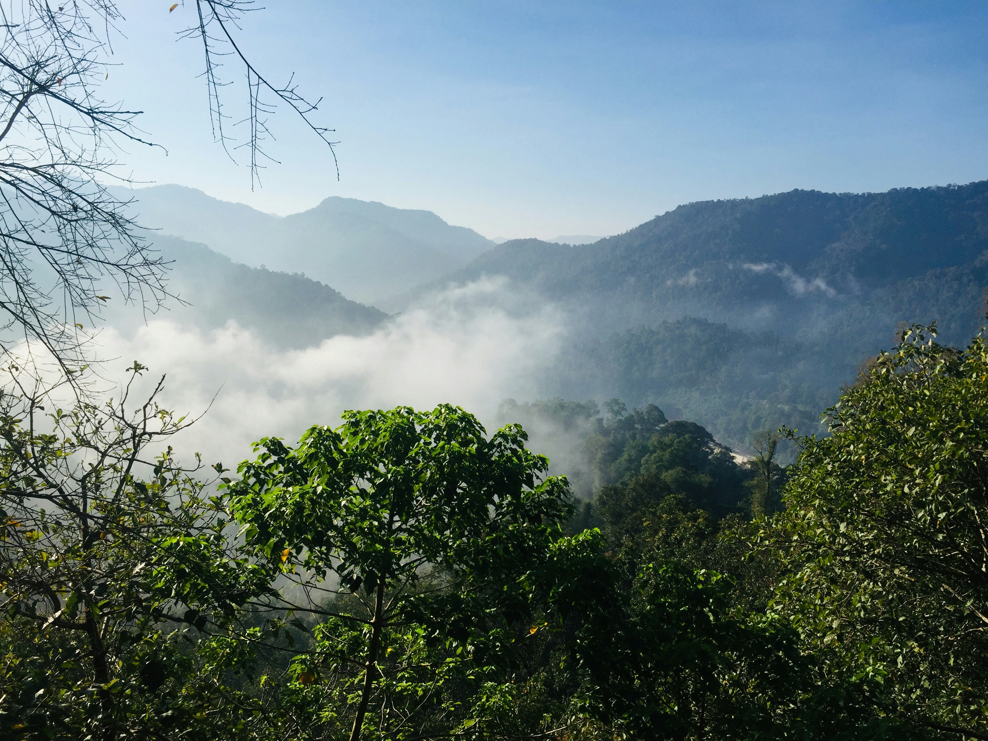 Árboles verdes en la montaña durante el día foto – Imagen de Kerala ...