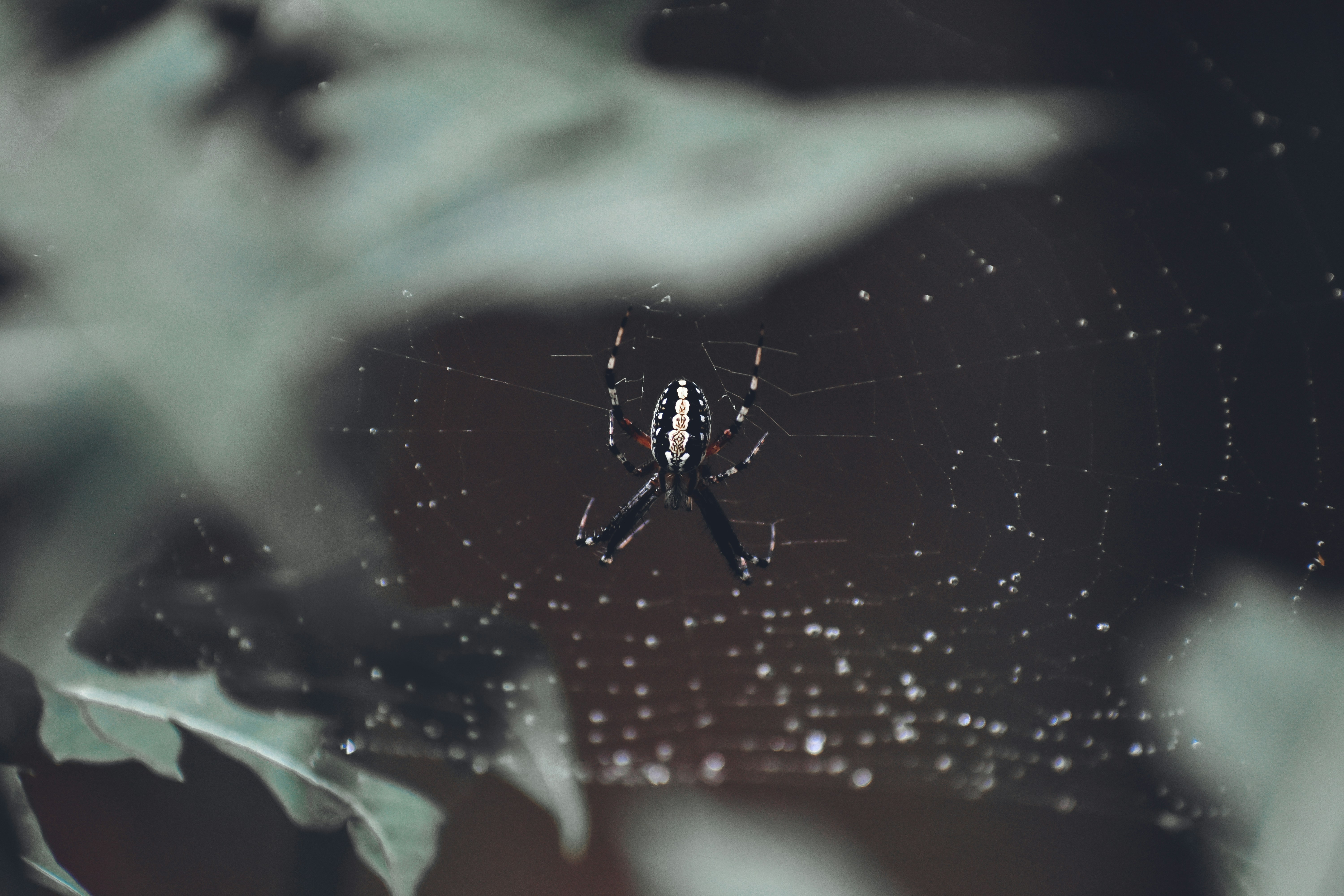 A black spider meticulously positioned at the center of its web, surrounded by blurred green foliage. Droplets of dew glisten on the silk strands.