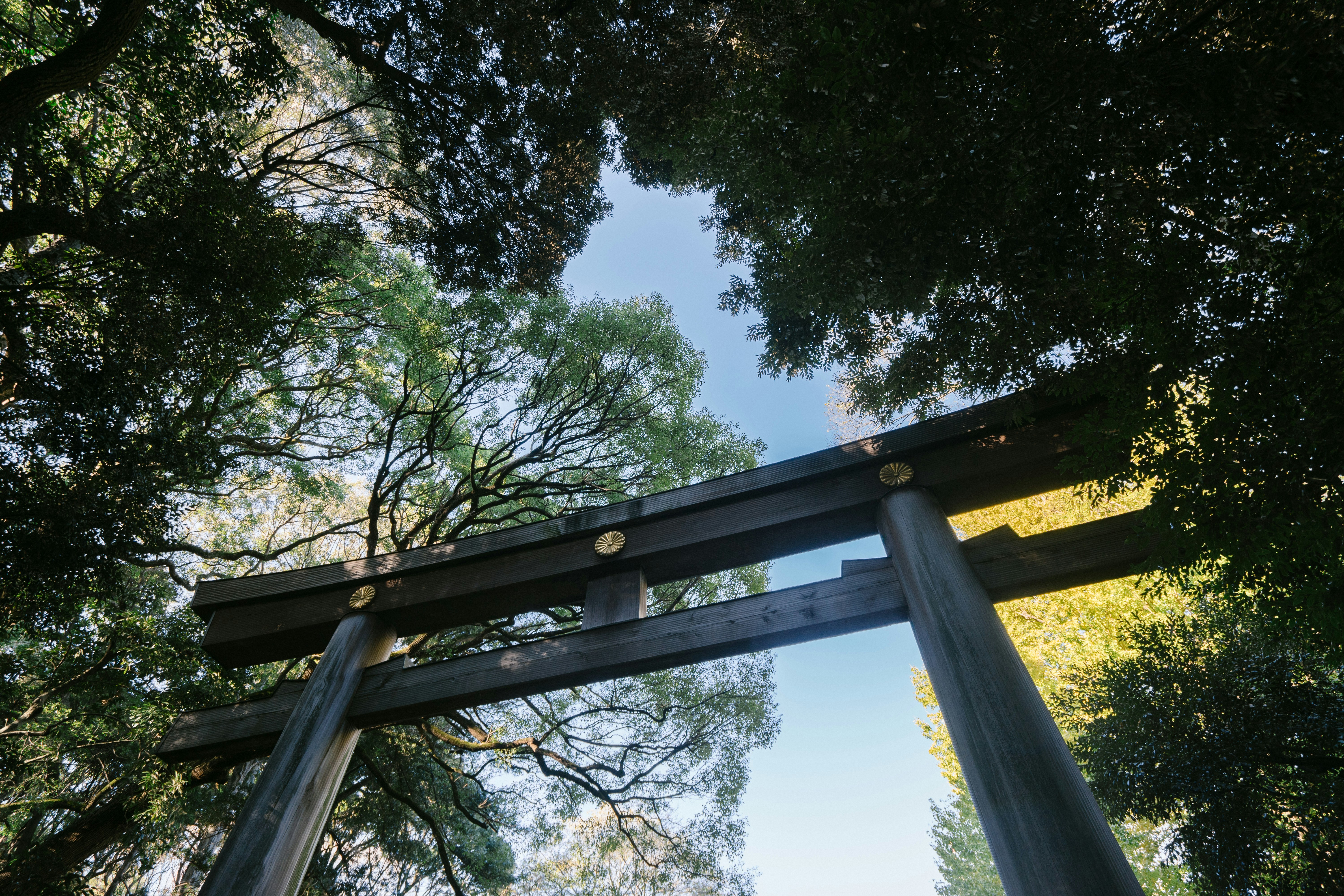 Wooden torii gate framed by lush green trees against a clear blue sky.