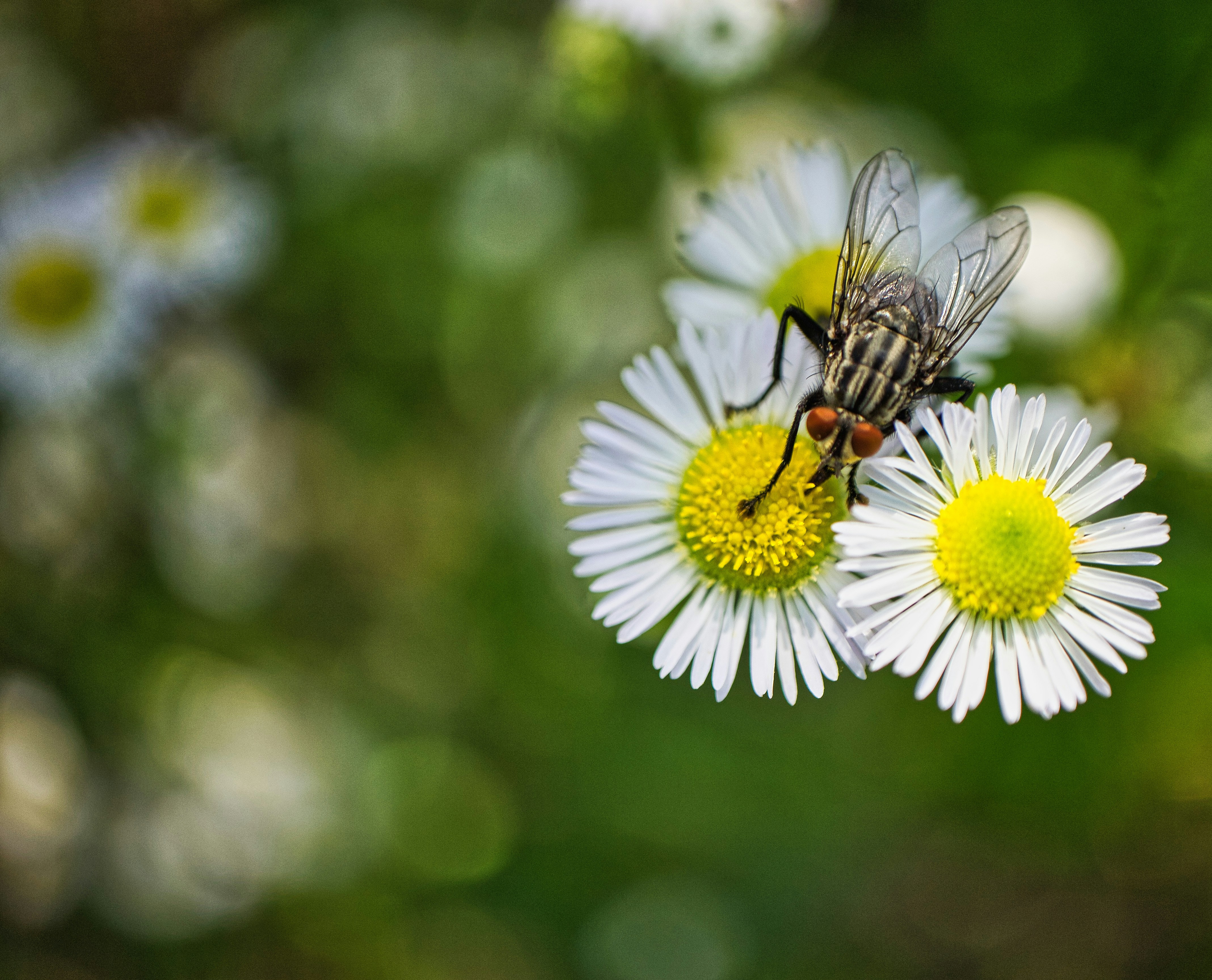 Hoverfly on a Daisy: A Macro Portrait in Petal Light