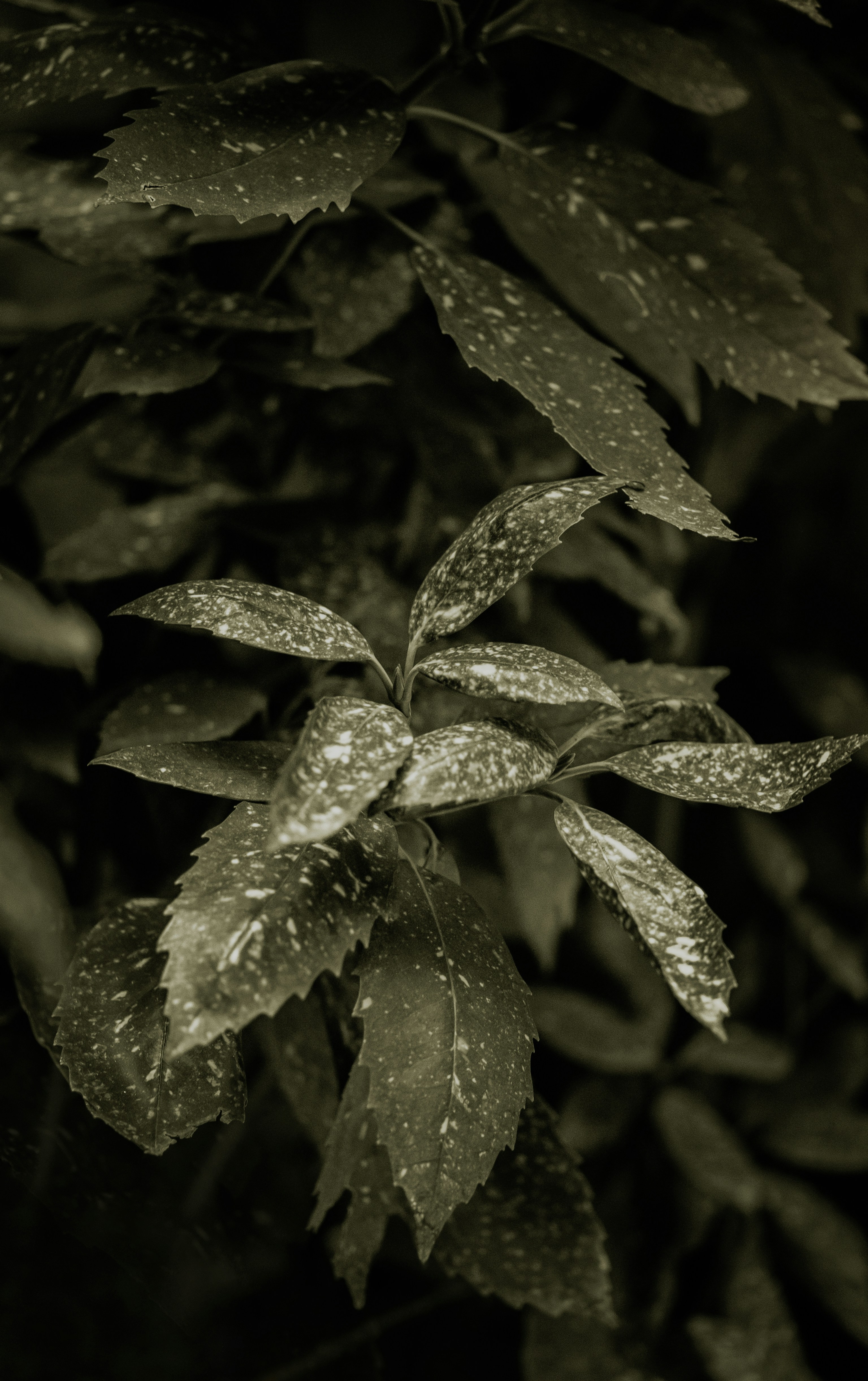 Viridian Rime: A Close-Up of Frosted Leaves in Monochrome