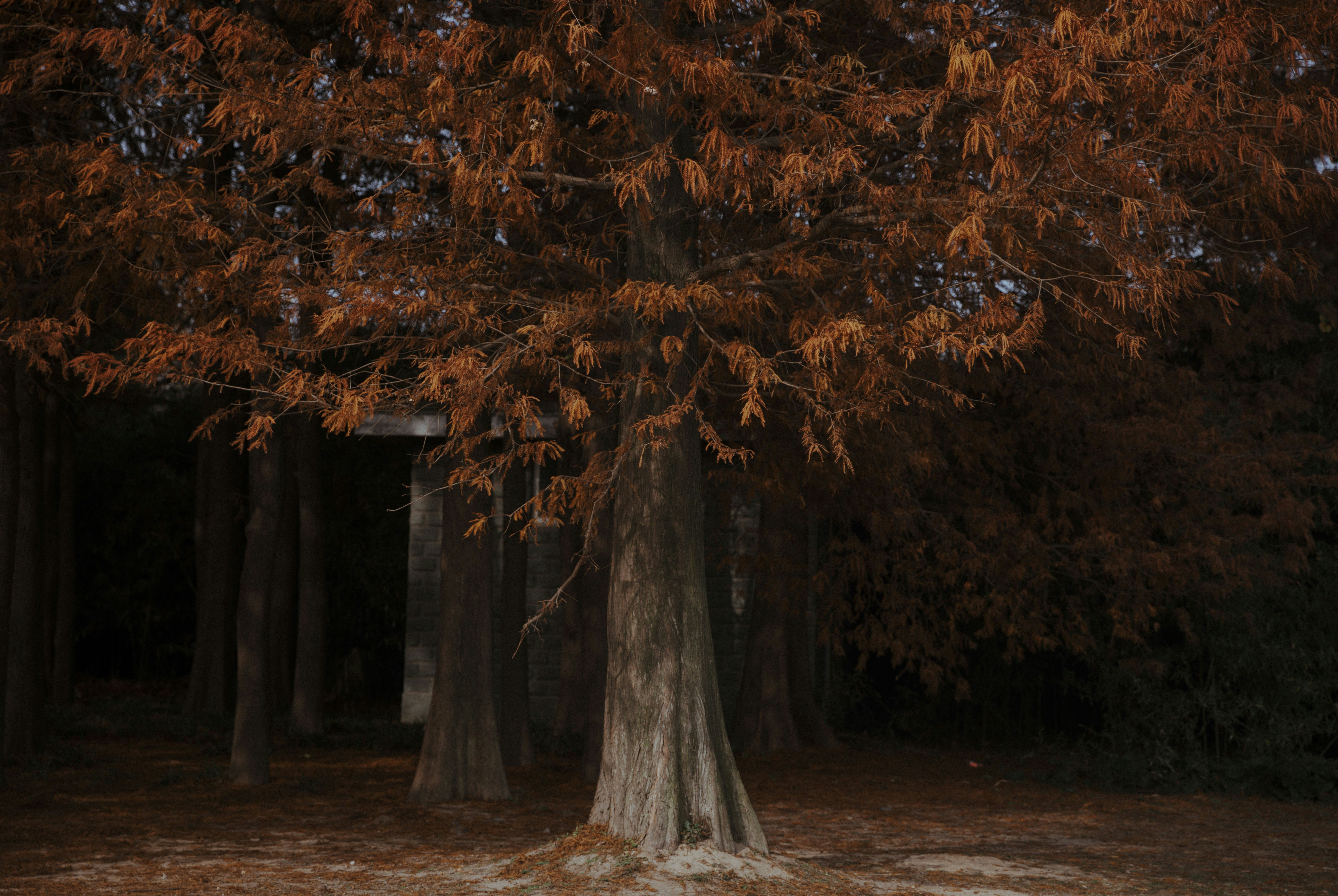Brown trees on brown soil photo – Free Tree Image on Unsplash