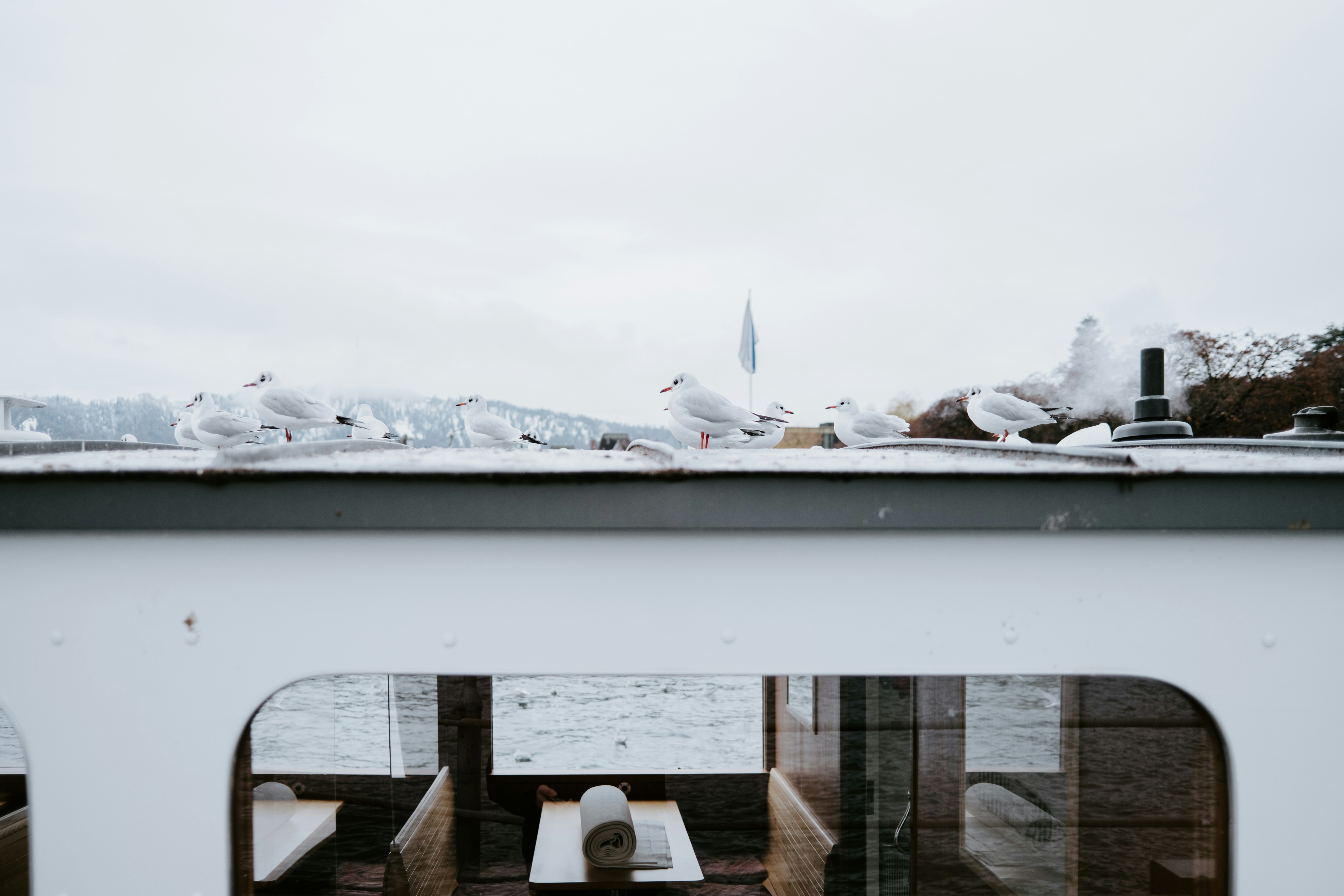 Seagulls on a Snowy Dock: Quiet Morning Over the Water