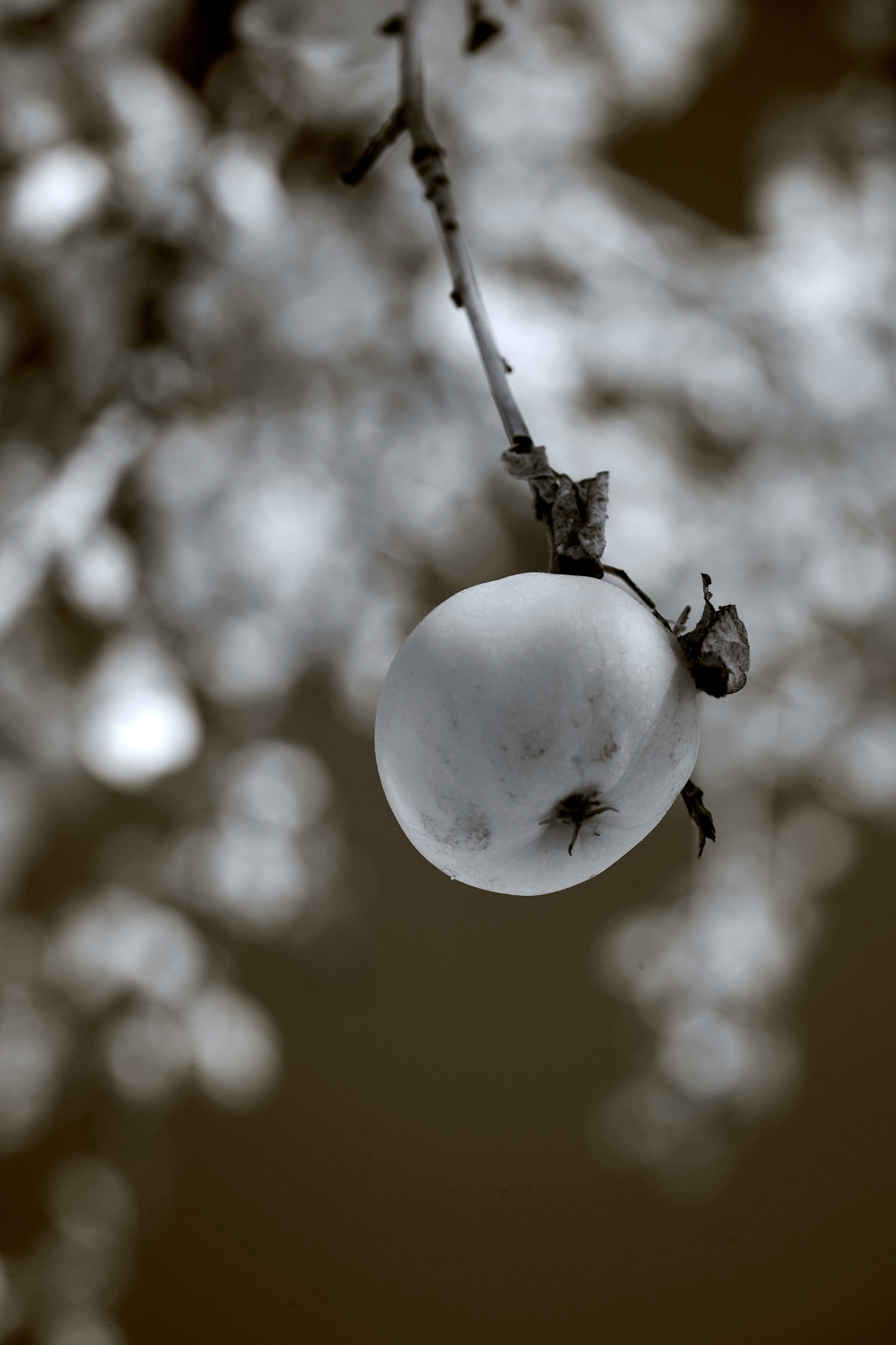 A single apple hangs delicately from a branch, surrounded by a soft blur of leaves, emphasizing its isolation in a tranquil setting.