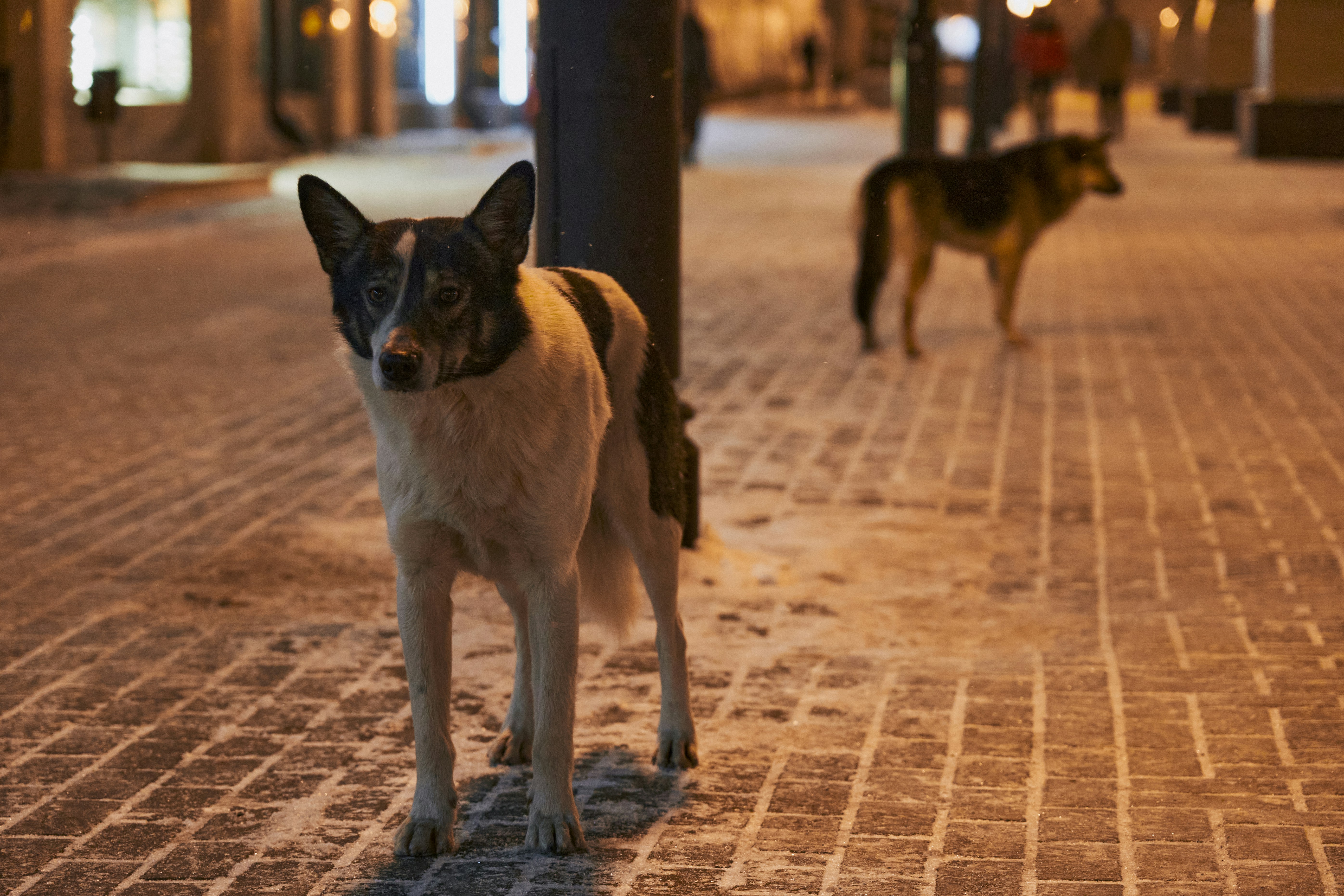 Two dogs on a snow-covered street, one standing prominently while the other lingers in the background, illuminated by soft streetlights.