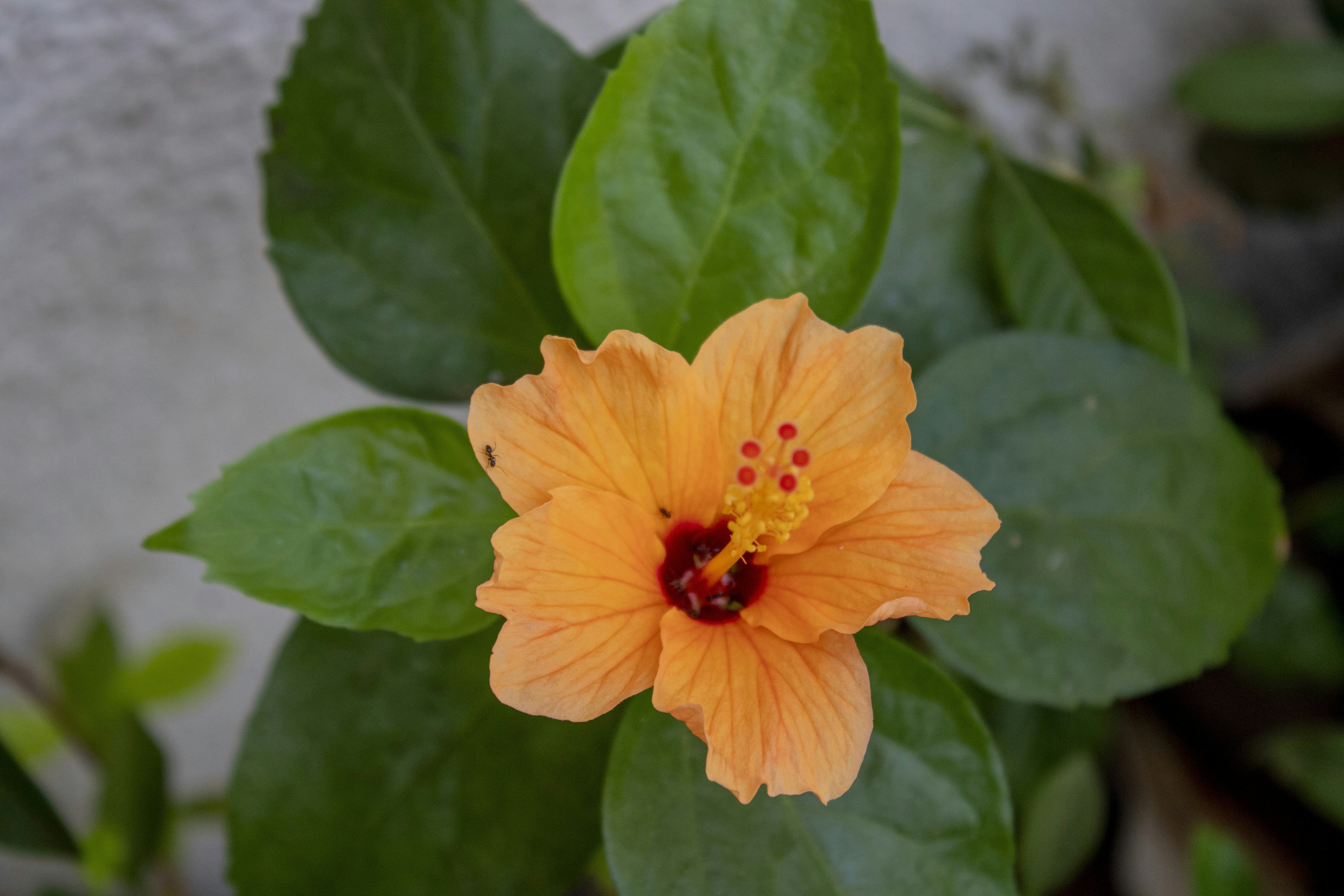 Orange Hibiscus Bloom with Lush Green Foliage