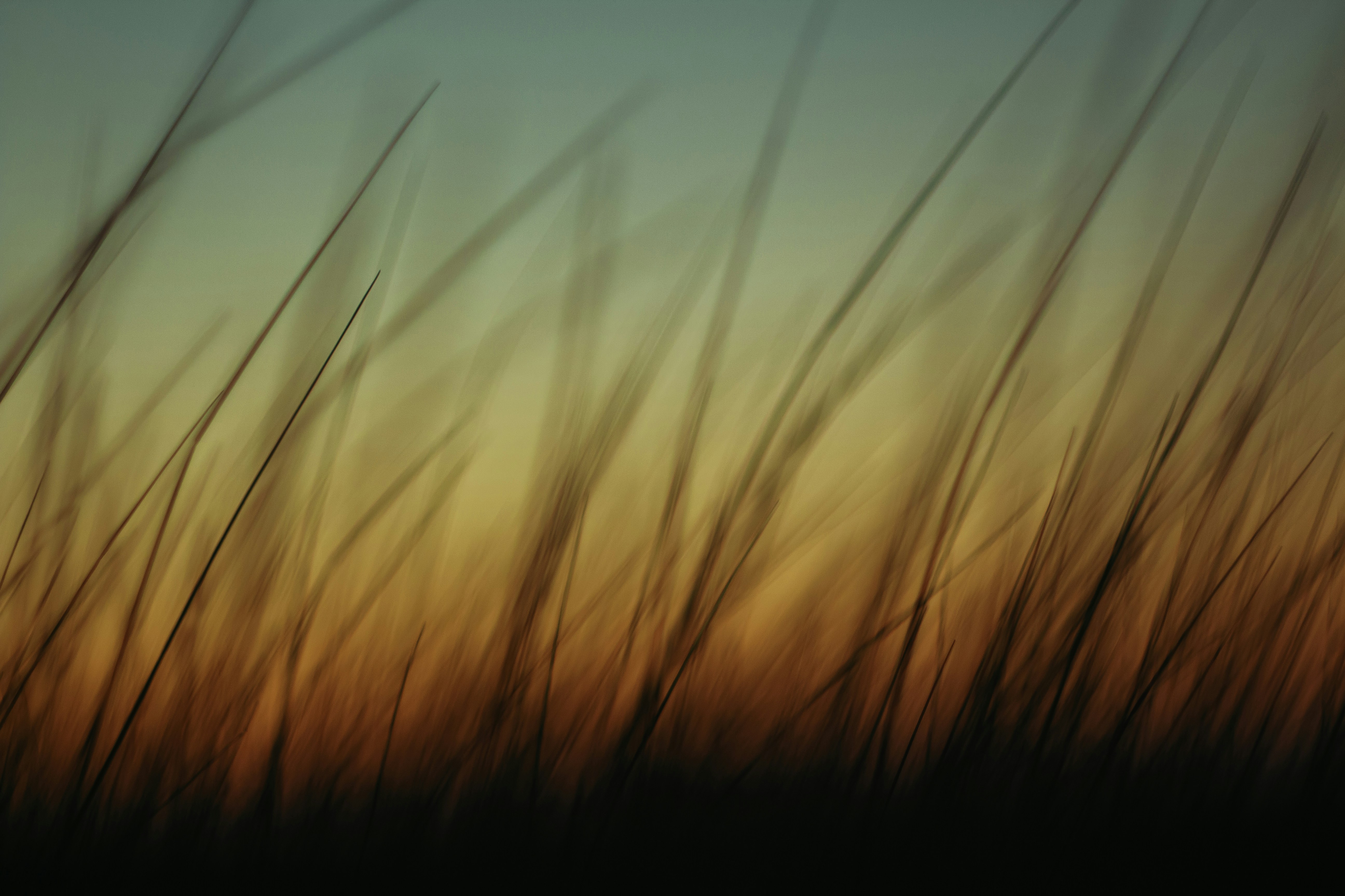 Soft silhouettes of grass blades sway against a gradient sky transitioning from blue to warm orange hues.