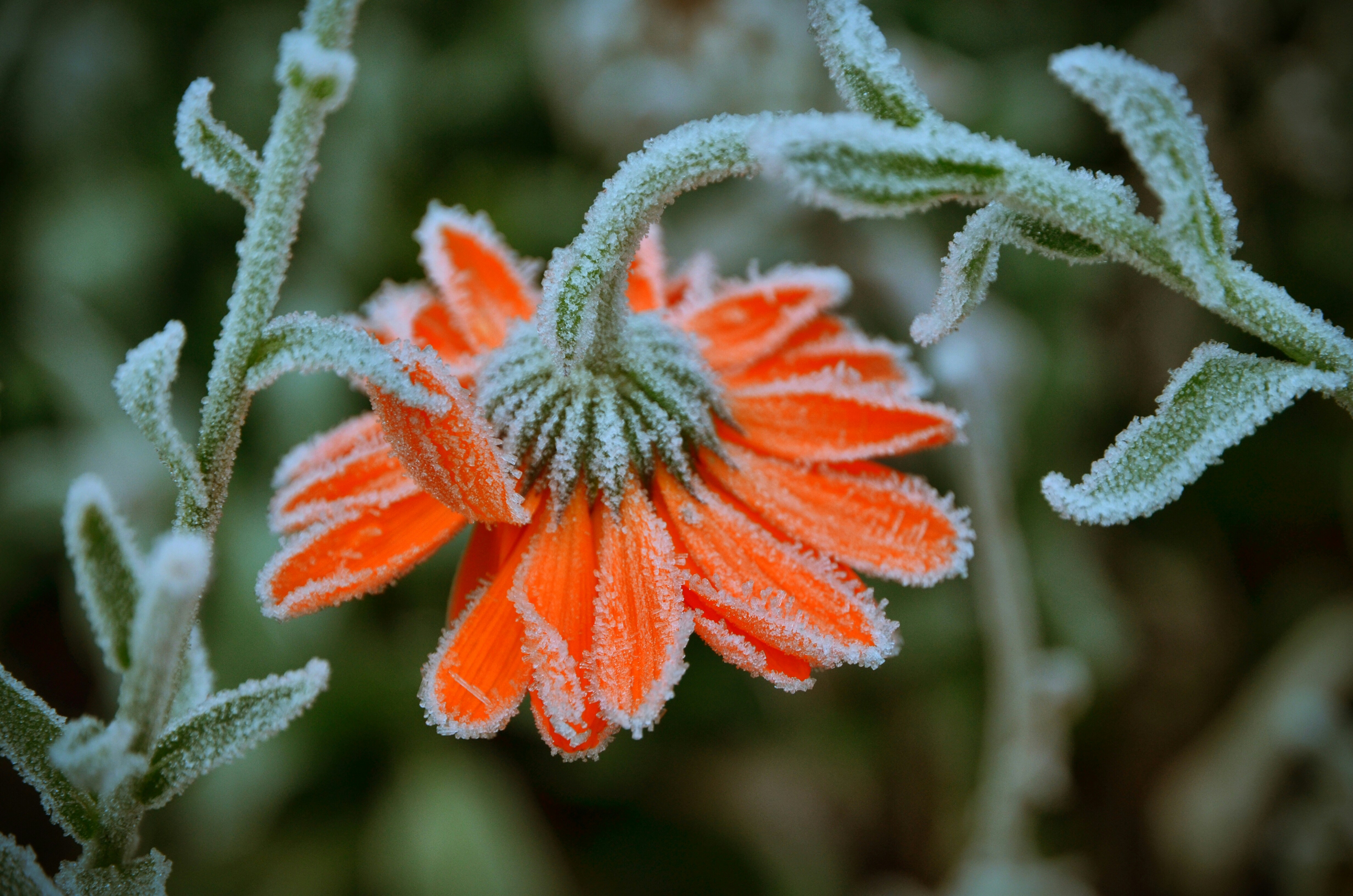 Vibrant orange flower coated in delicate frost, surrounded by blurred greenery.