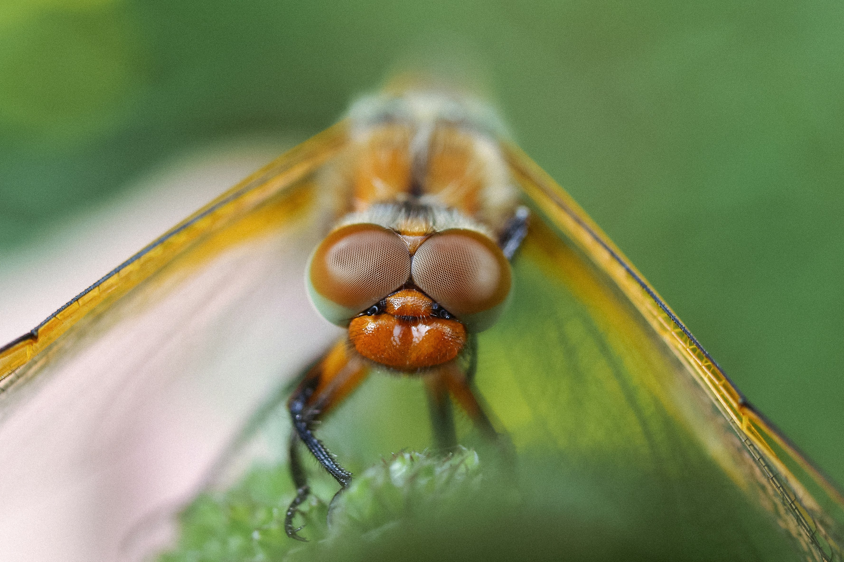 Macro photograph of a dragonfly head with amber eyes perched on a leaf. The wings blur in the background, emphasizing the eyes and facial features.