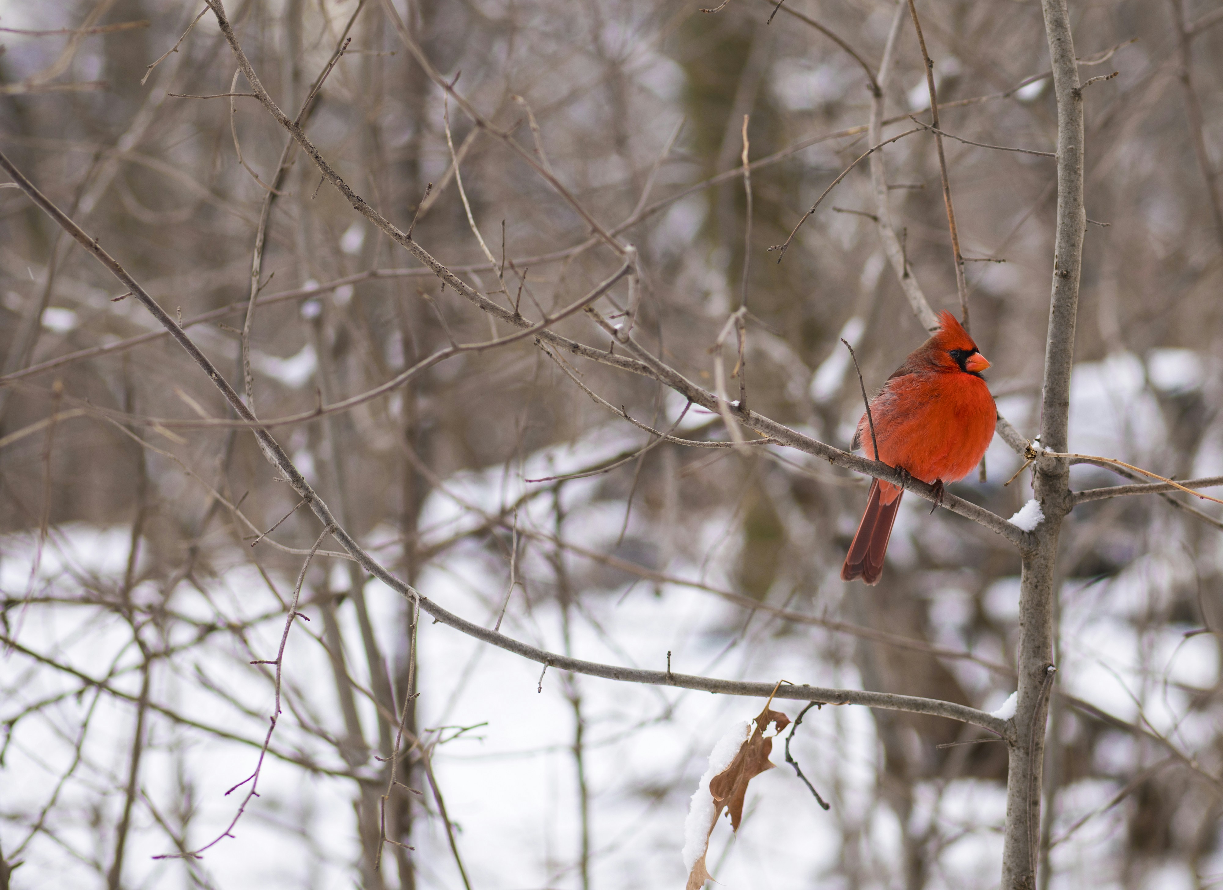Red cardinal bird on bare tree during daytime photo – Free Winter Image ...