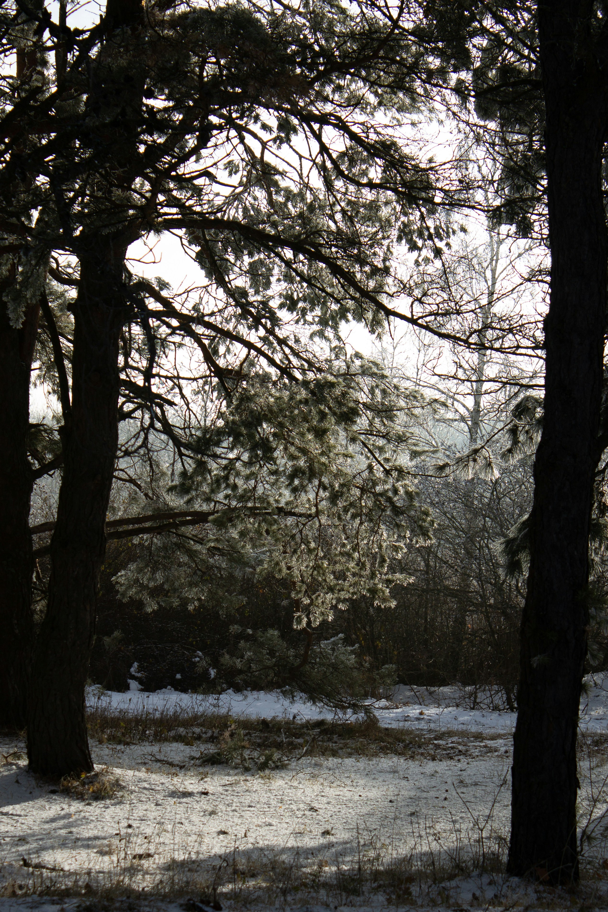 Snow-Blanketed Pines Through A Framed Gap