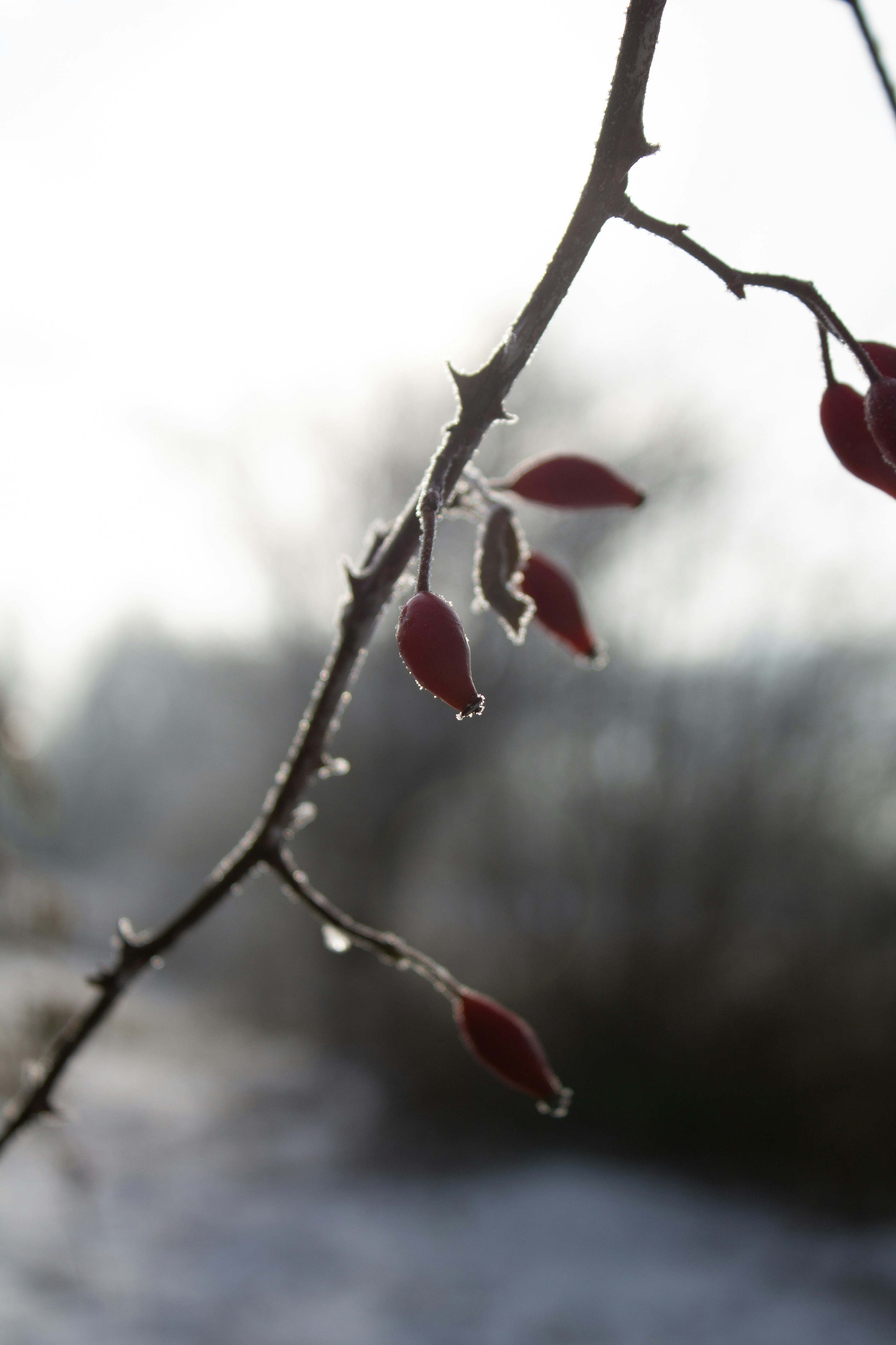 Fruits ronds rouges sur la branche de l’arbre photo – Image gratuite de ...