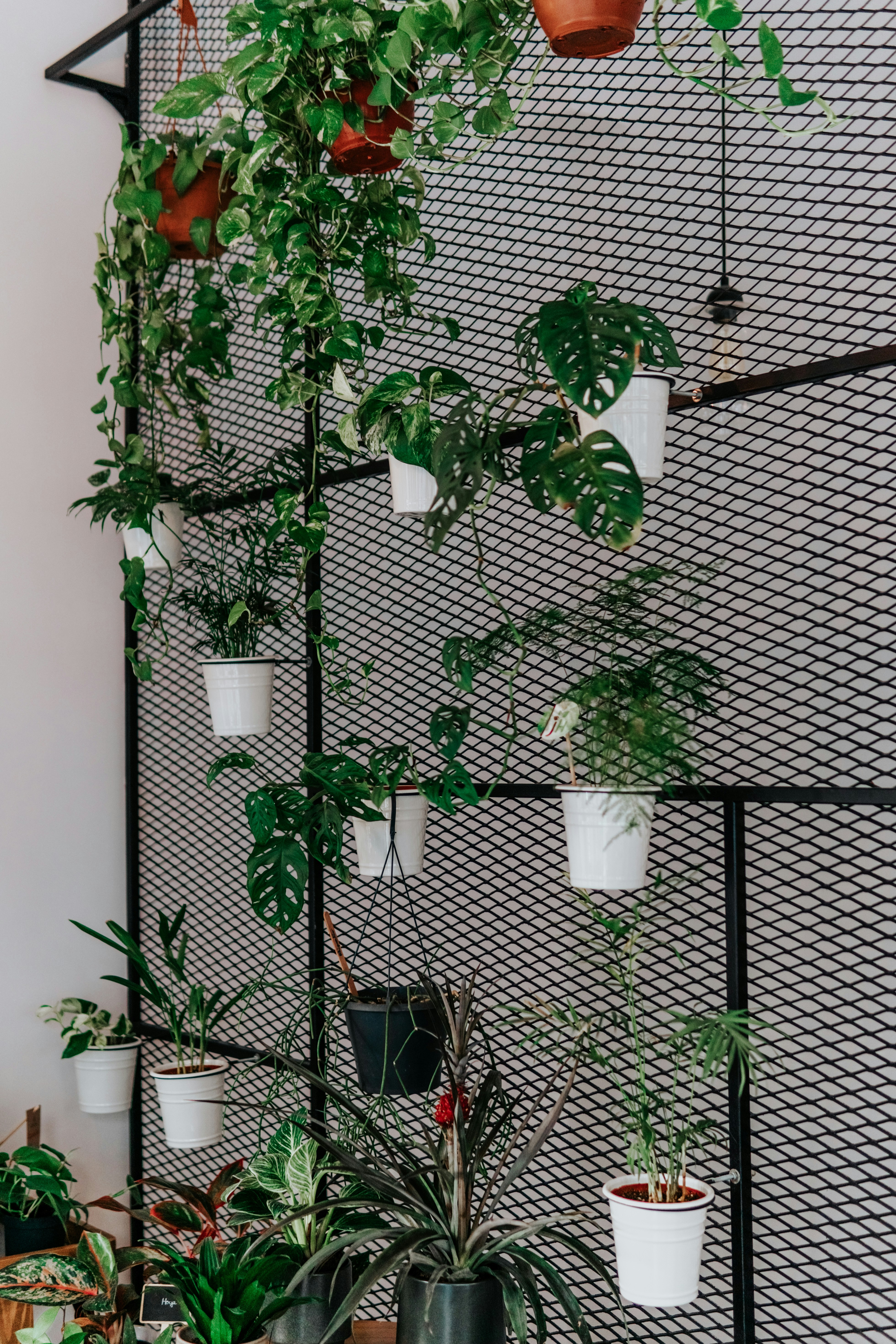 A vertical arrangement of lush green plants in white pots, showcasing a blend of textures and vibrant foliage against a black mesh backdrop.