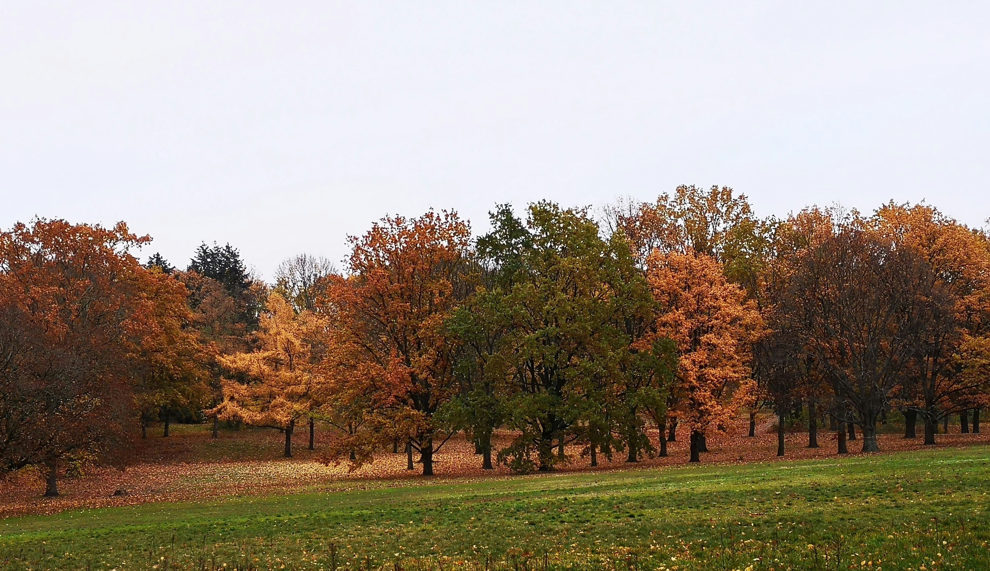 Vibrant autumn foliage blankets a serene landscape, showcasing a mix of orange, yellow, and green trees against a soft sky.