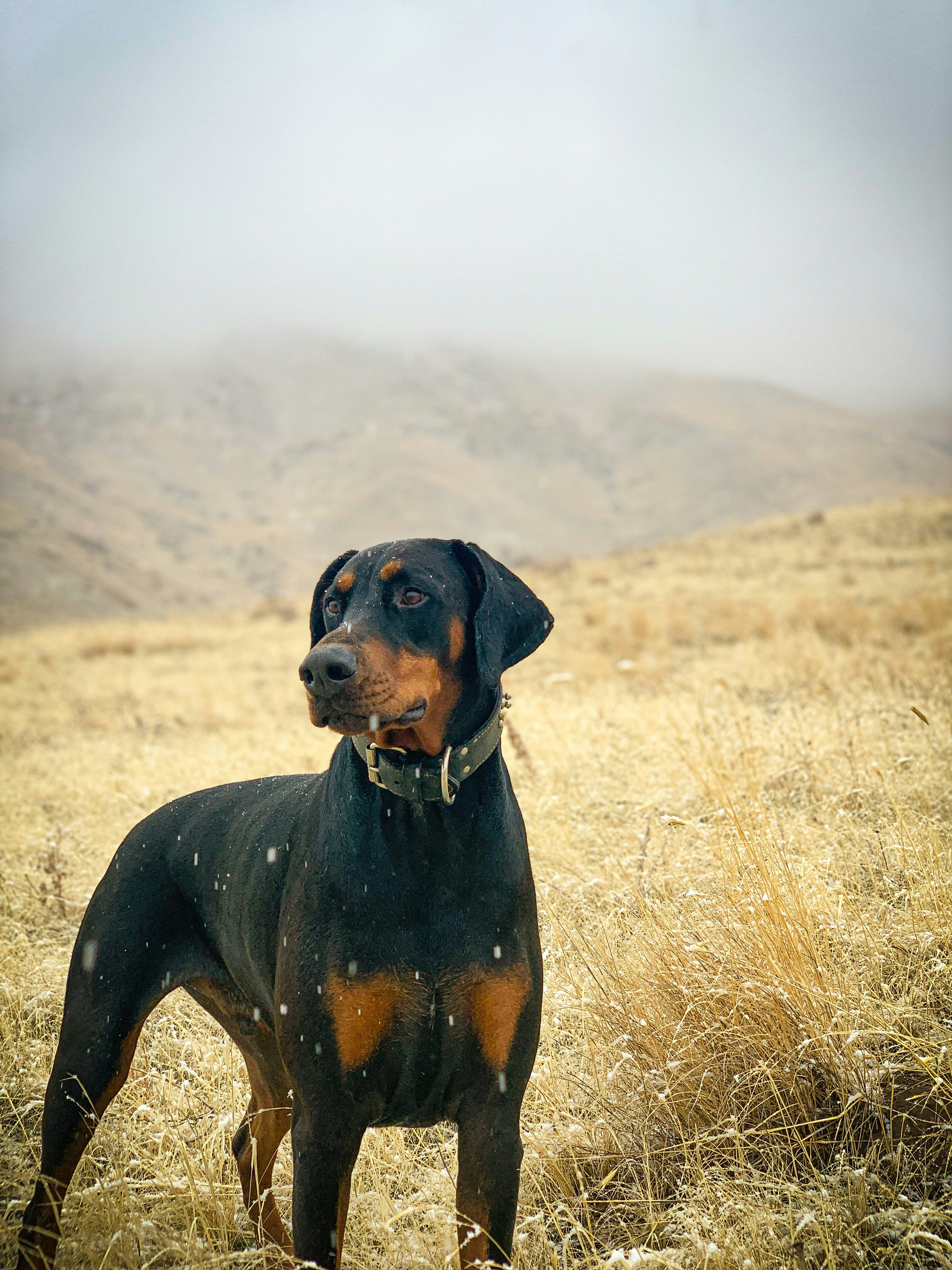 Black and tan doberman pinscher on brown grass field during daytime ...