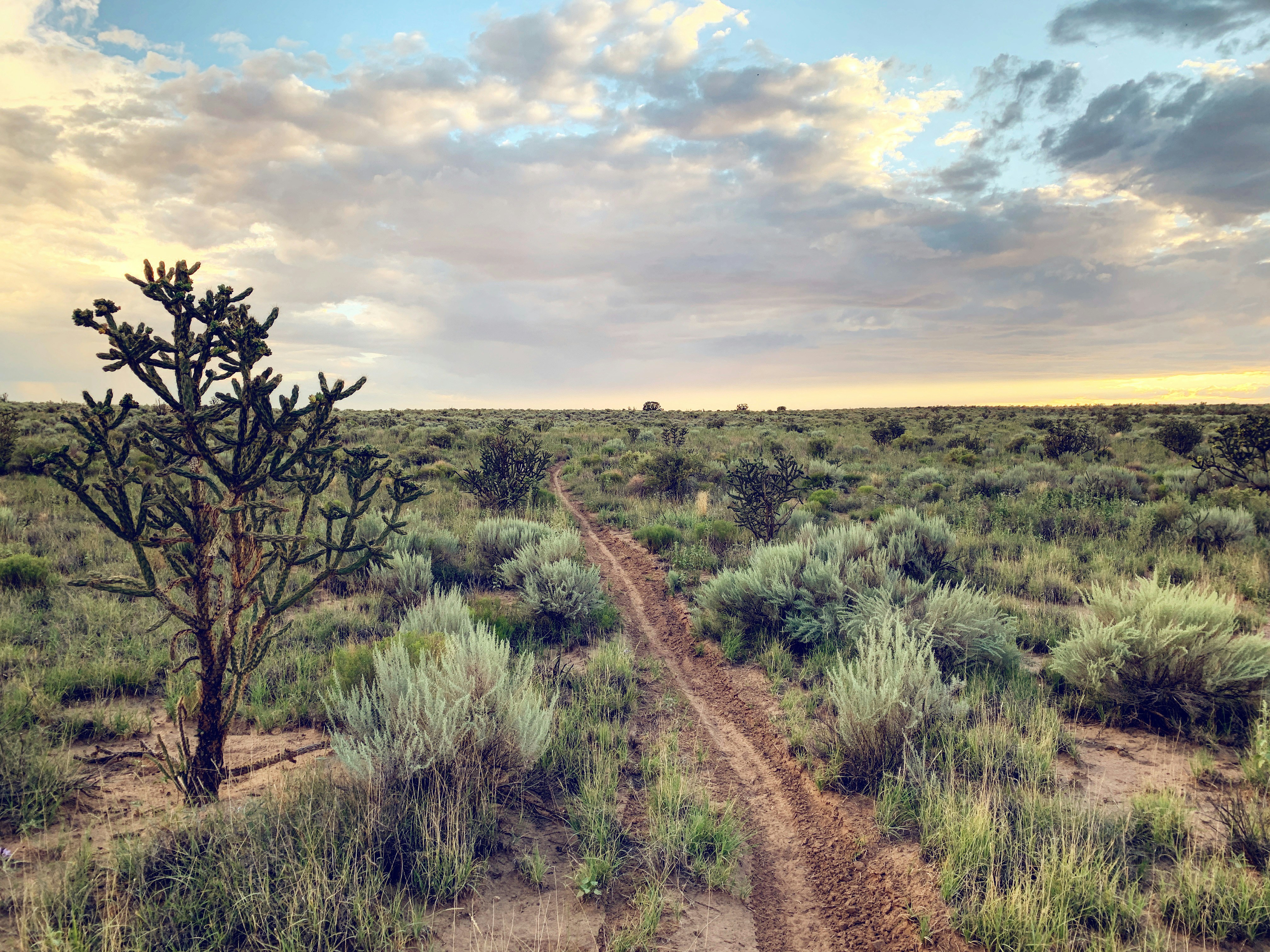 Dirt path weaving through lush green grassland beneath a partly cloudy sky at sunset.