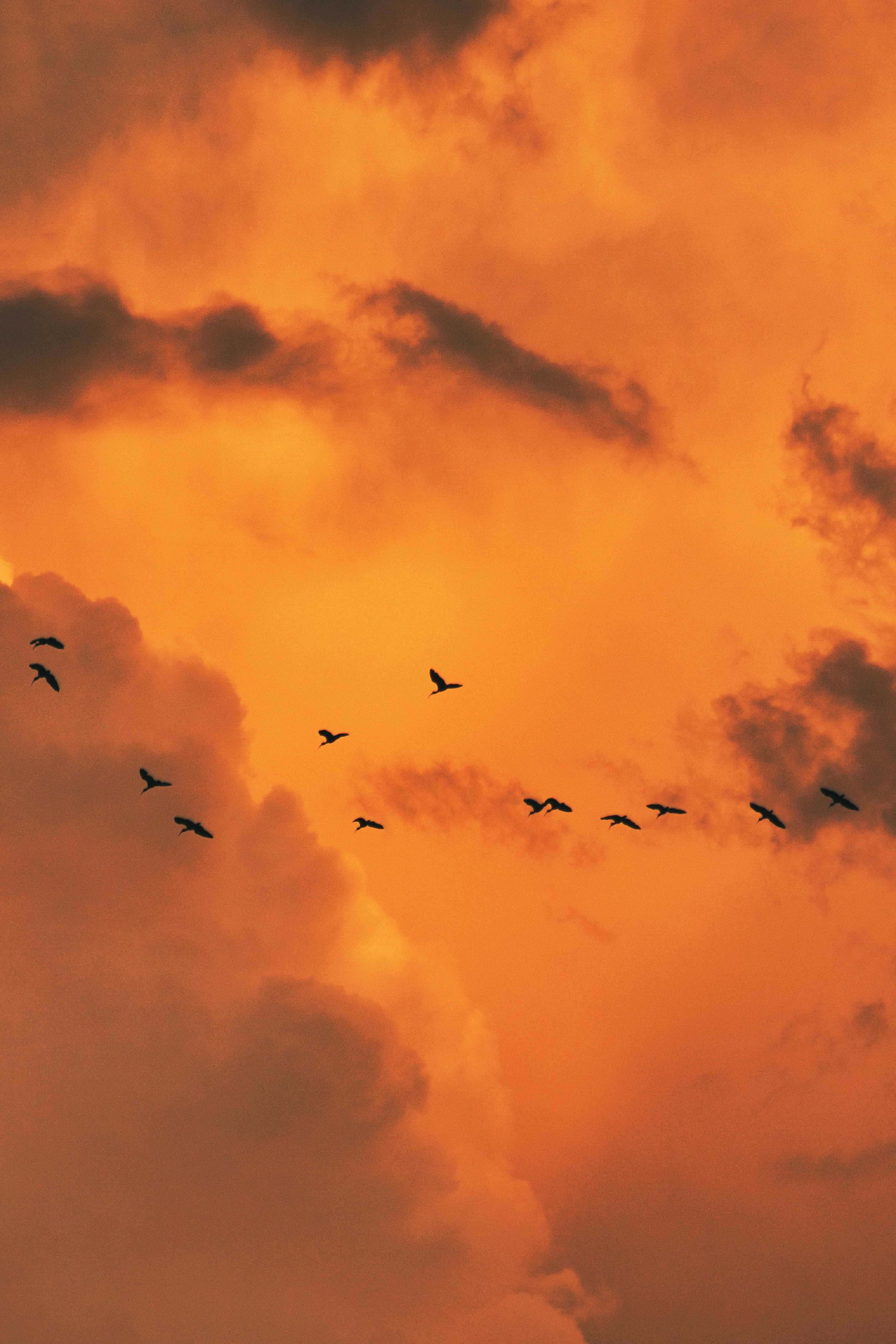 Ember Skies and the Migrant V: A Dusk Flight Across a Fiery Sky