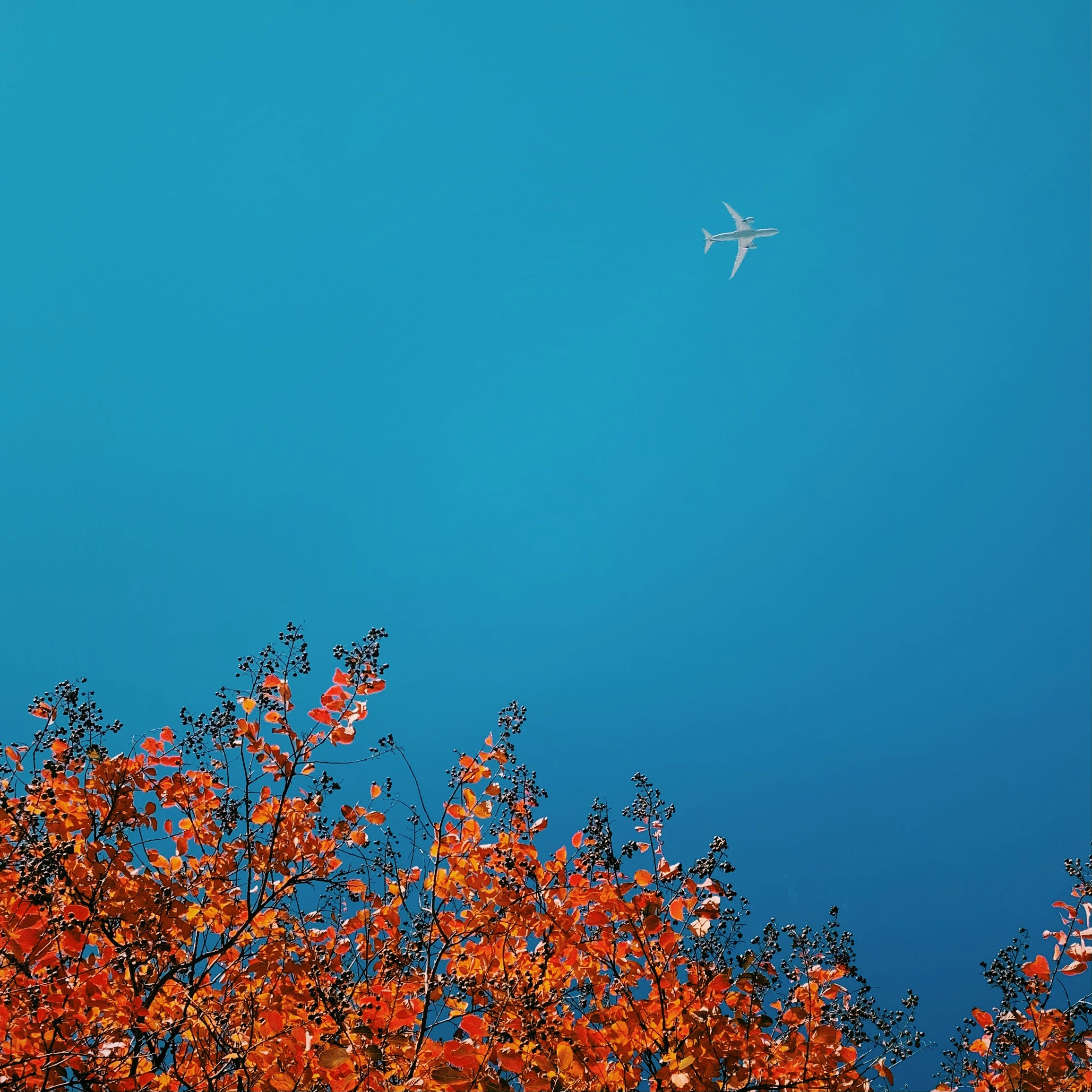 white and red flowers under blue sky during daytime