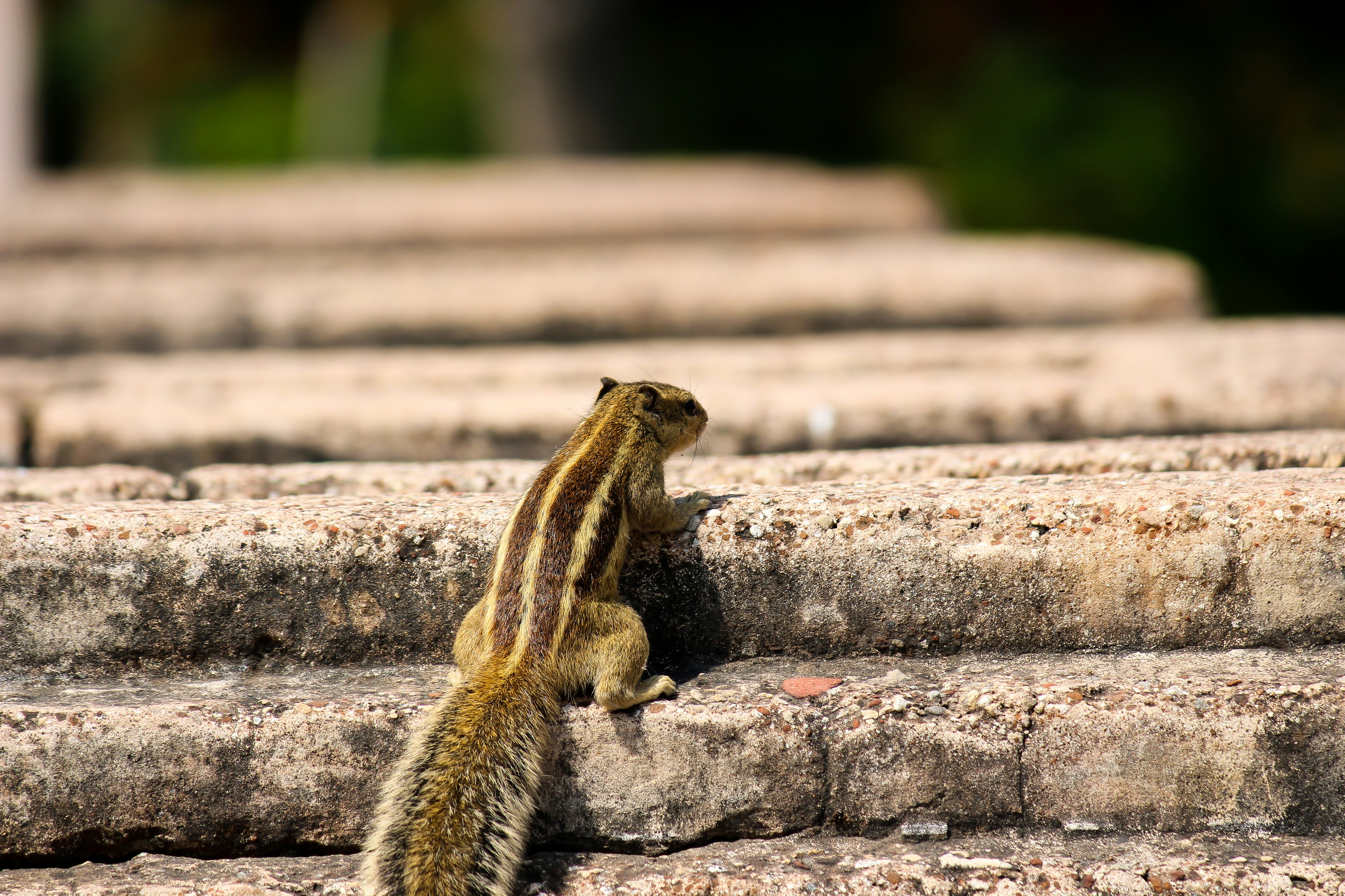 squirrel doing fun on stairs