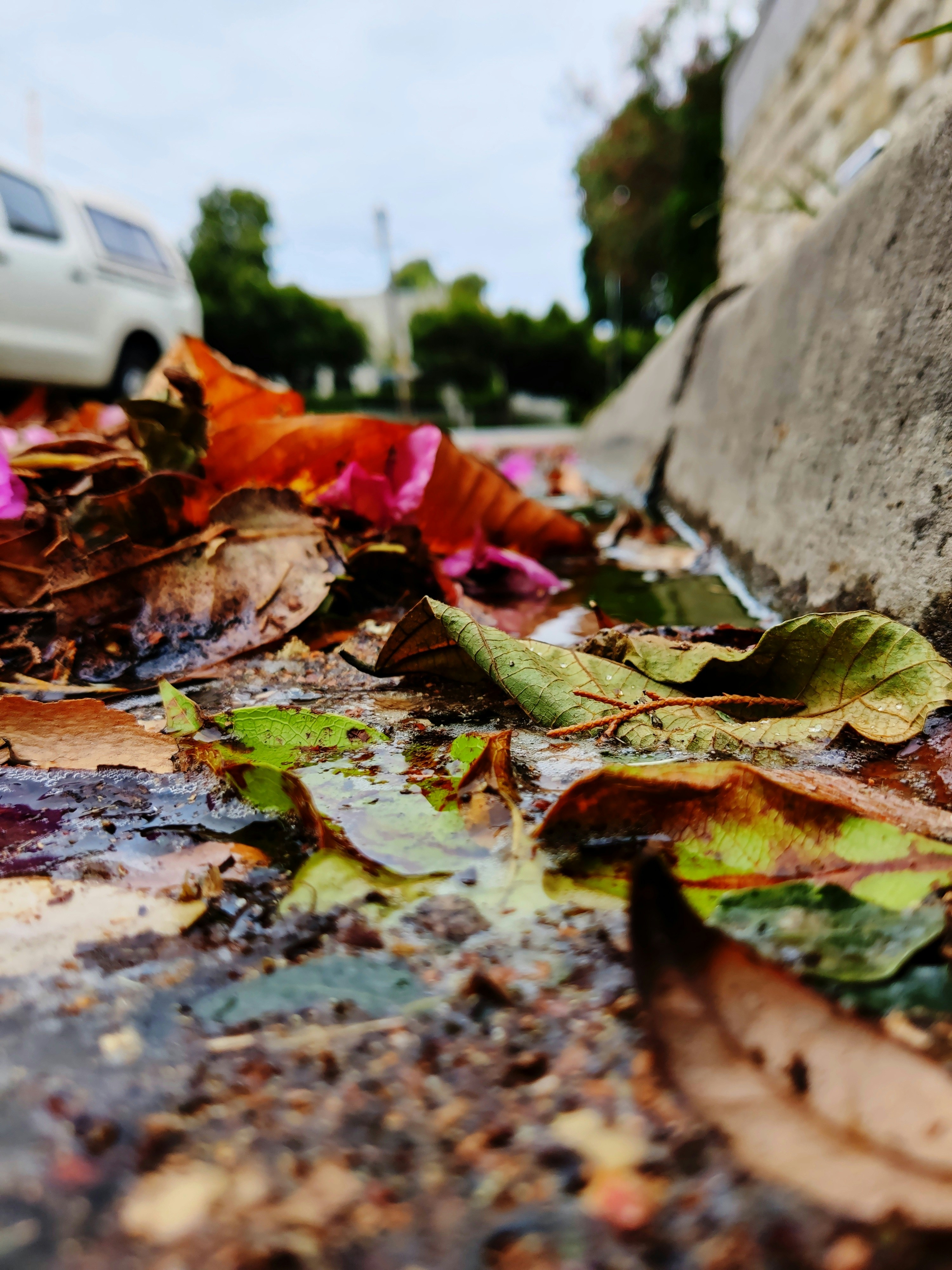 Curbside After Rain: A Close-Up of Wet Autumn Leaves