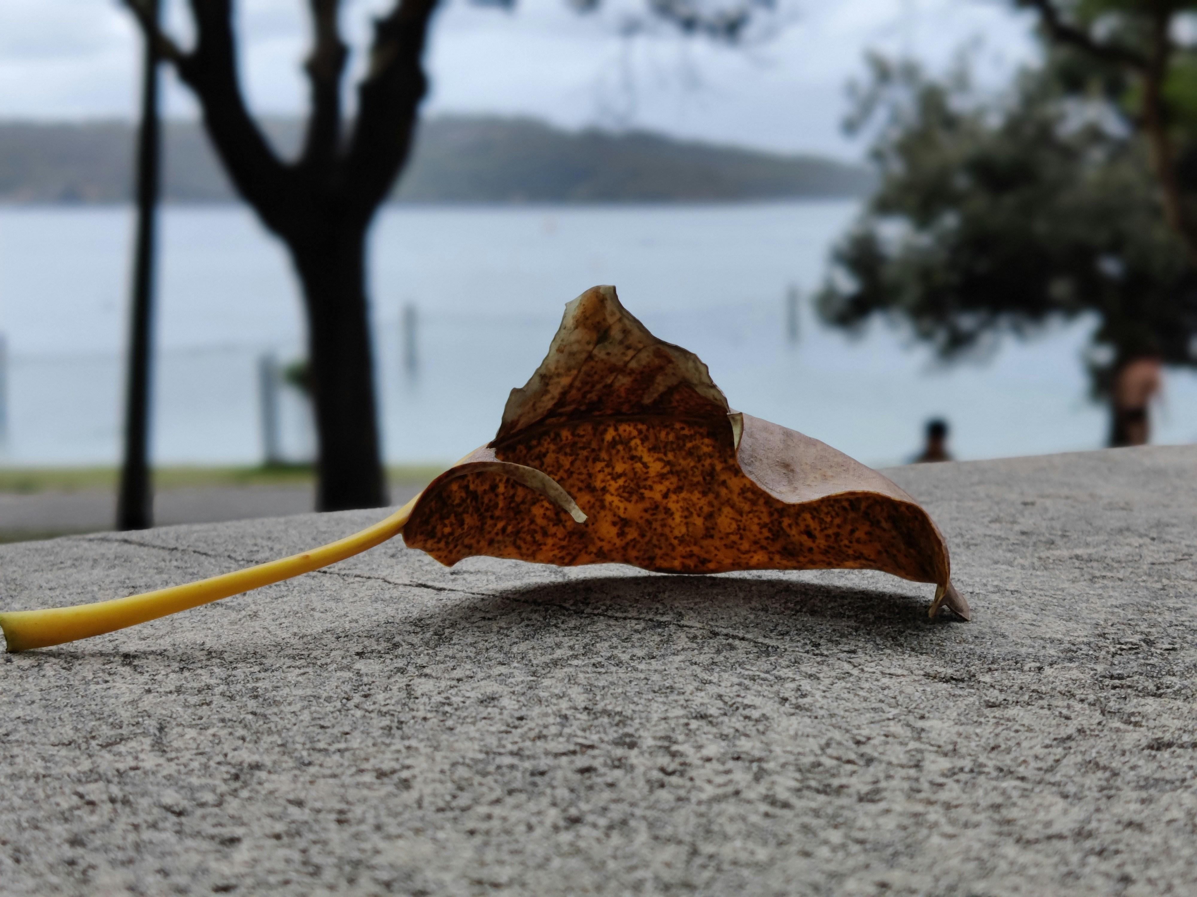 Brown leaf rests on a textured concrete surface with a lake and trees blurred in the background.