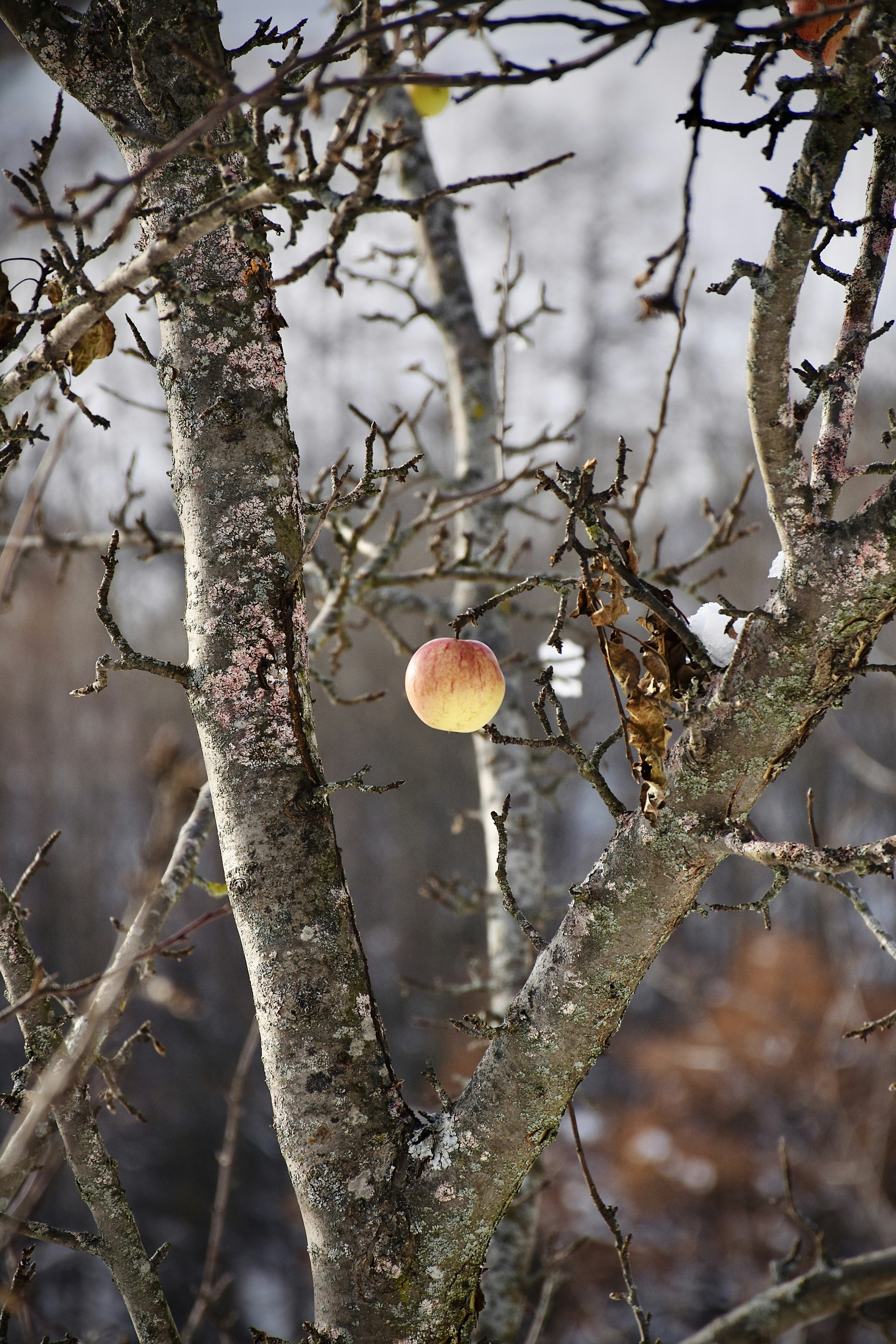A solitary apple clings to a bare branch of a tree, surrounded by frost-covered twigs in a winter landscape.