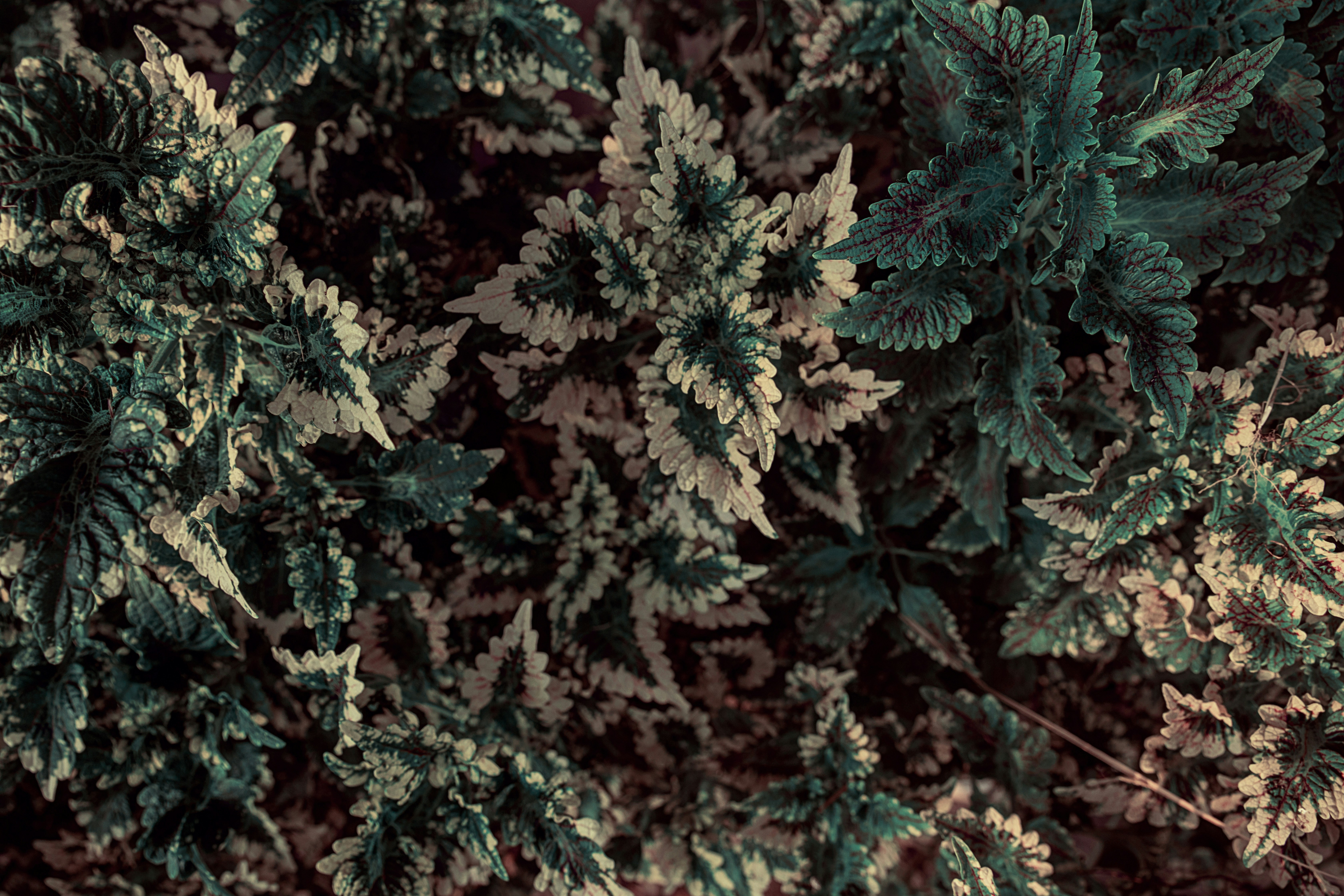 Verdant Edges: A Close-Up of Frost-Touched Ferns