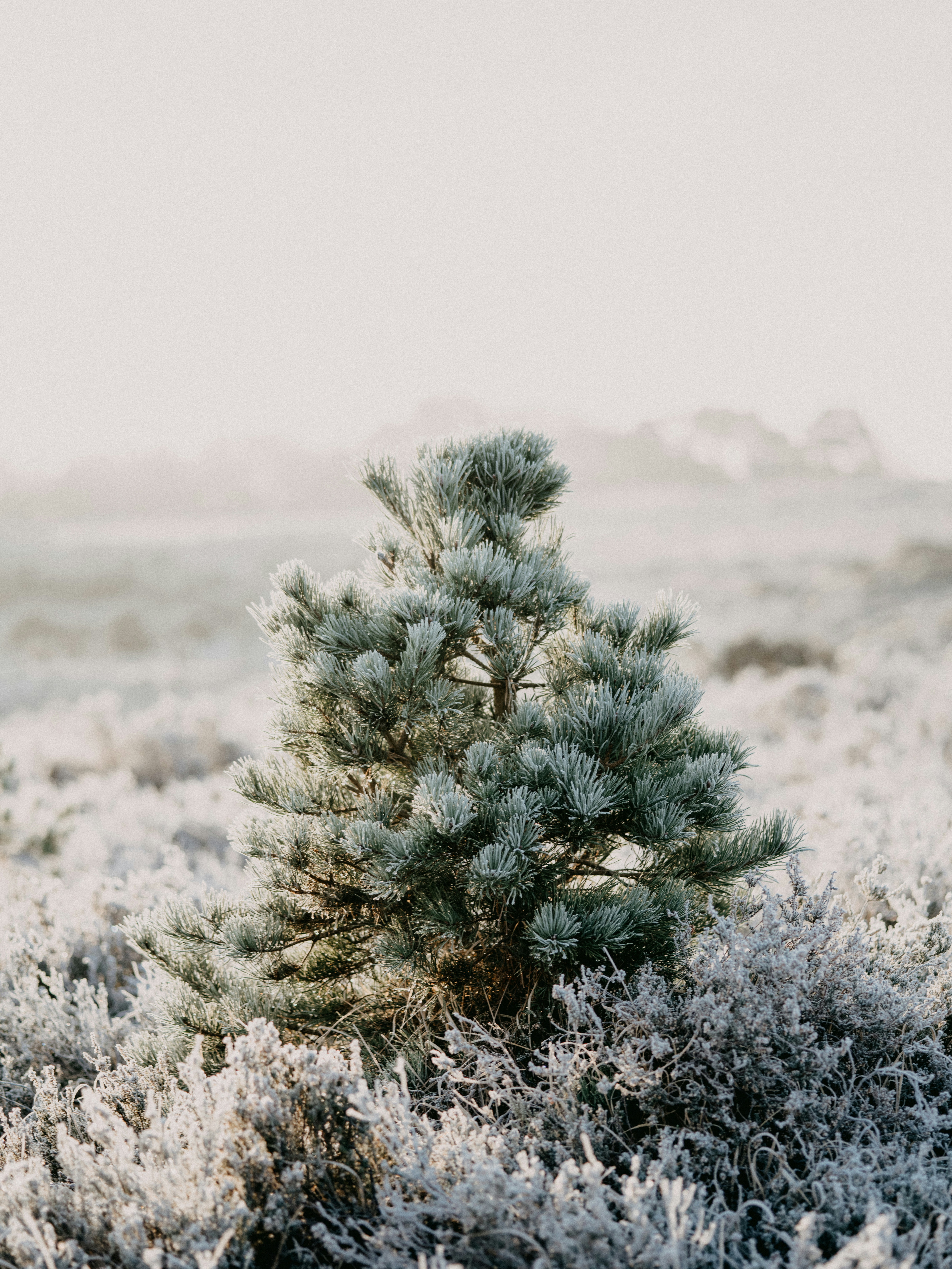 Frost-kissed Sprout: A Lone Pine Amid Winter Knee-High Glenn