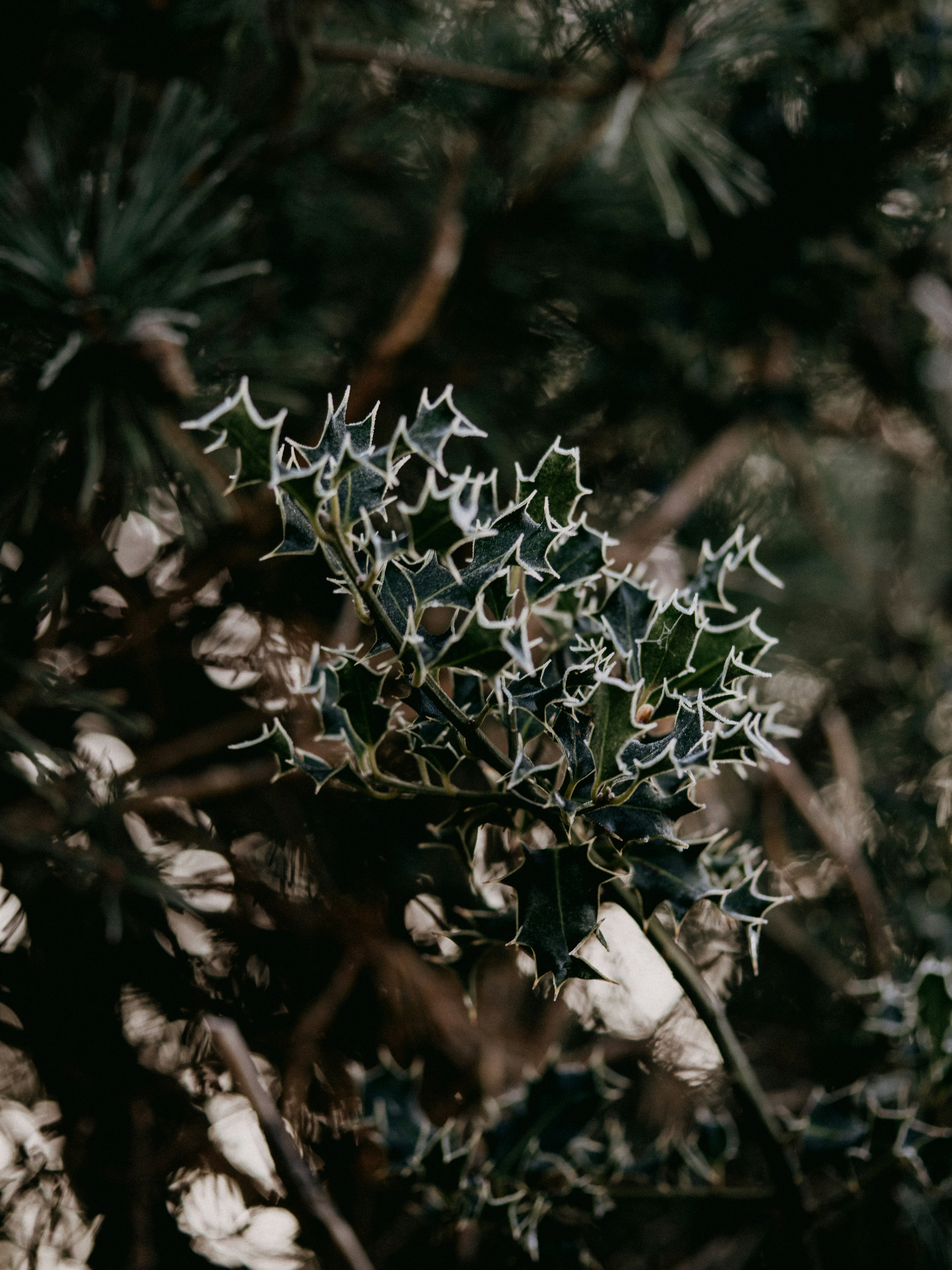 Close-up of a holly plant with spiky leaves surrounded by blurred greenery. 