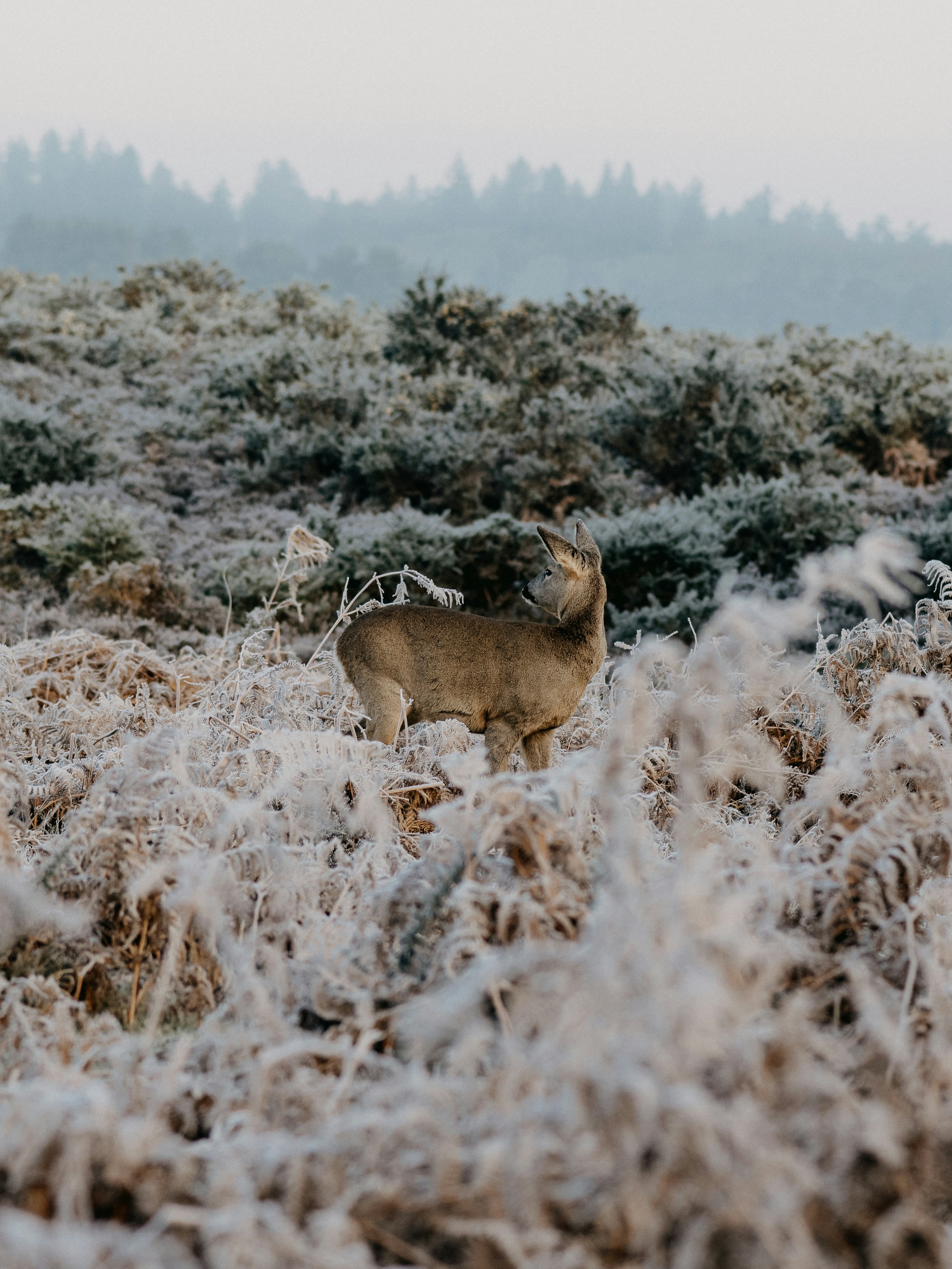 Frostbound Watcher: A Roe Deer in a Quiet Winter Moor