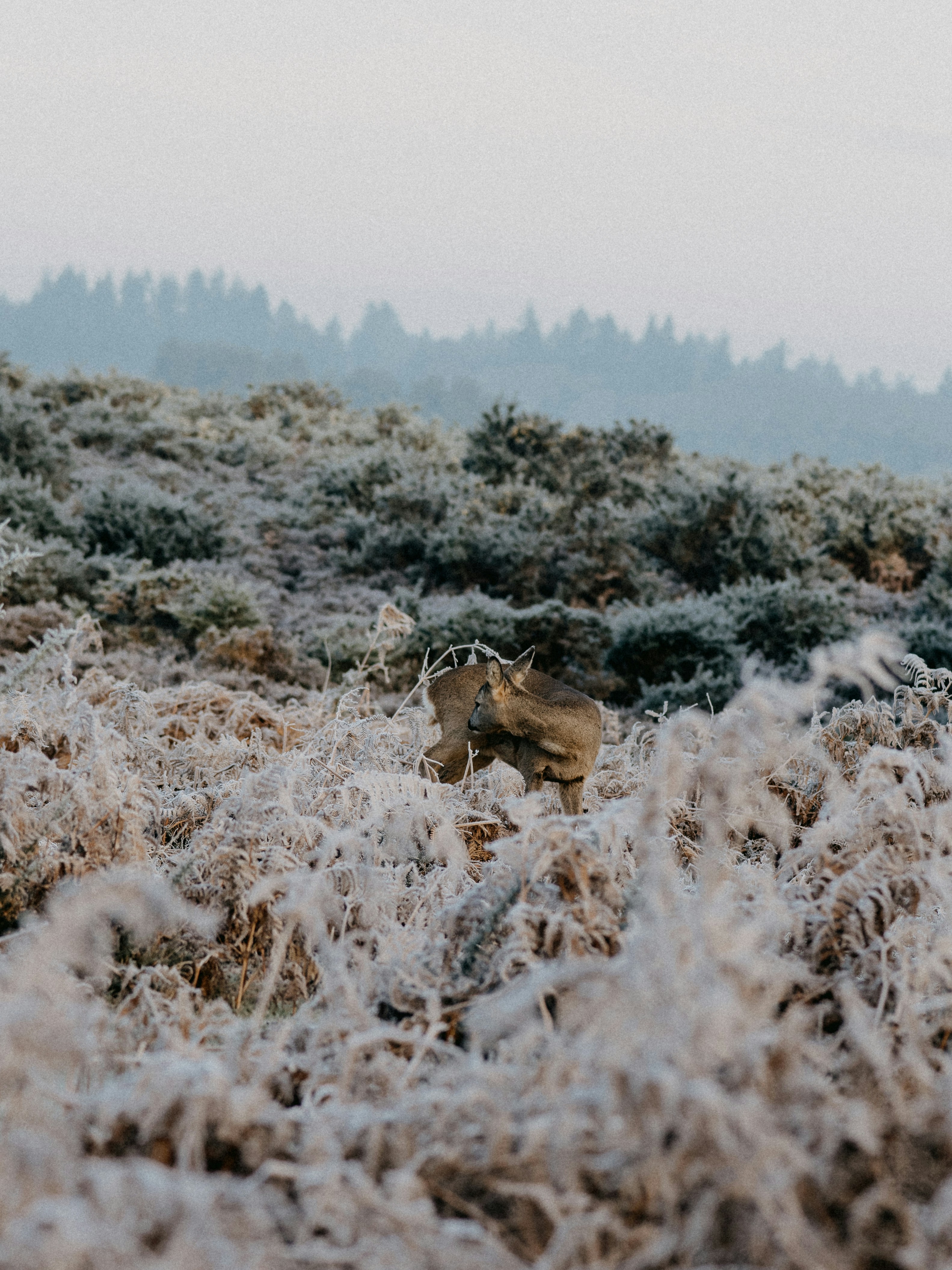 Dawn's Frost: A solitary deer amid frost-kissed heather