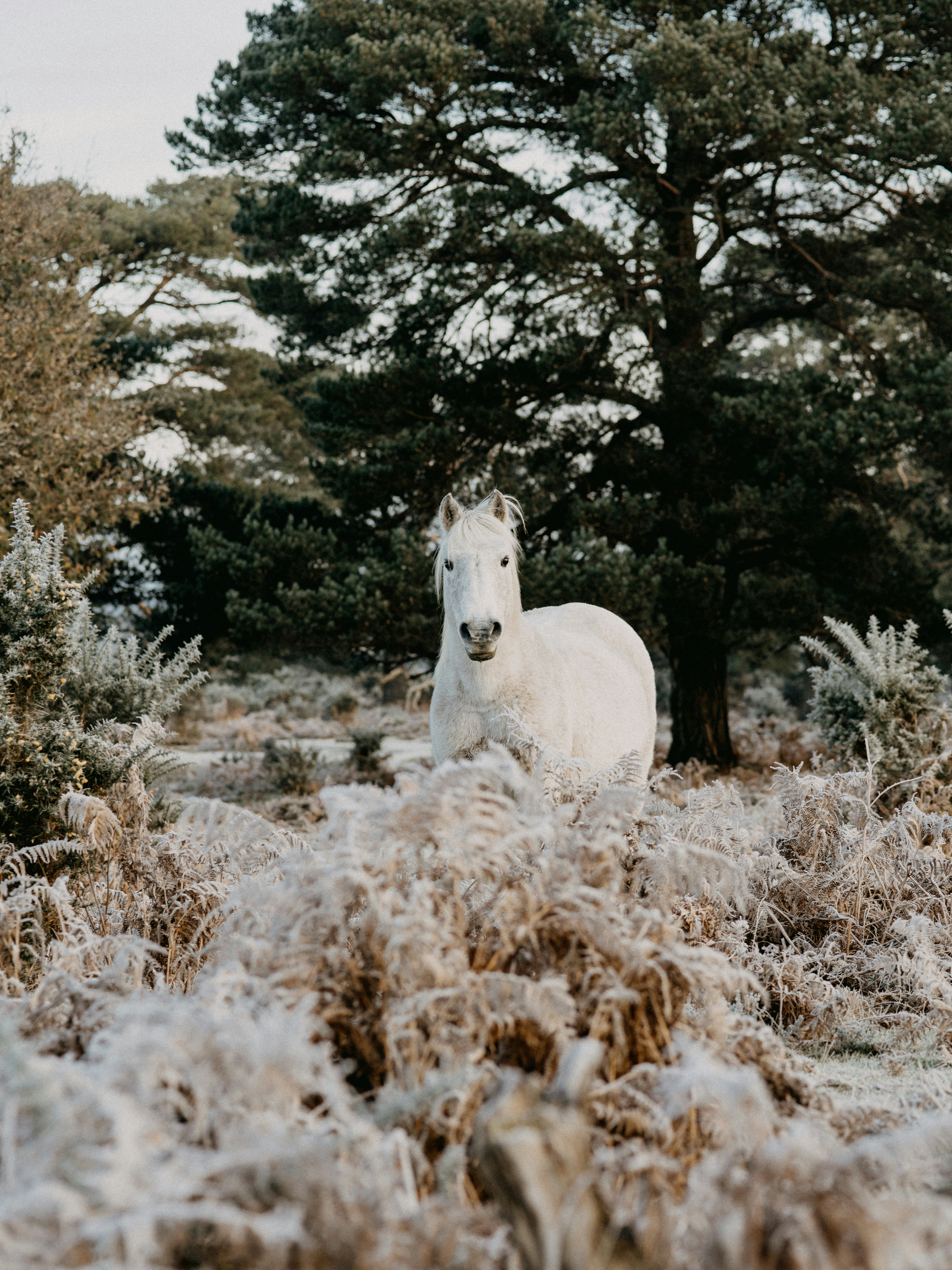 A white horse stands gracefully amidst frosted ferns and trees, embodying tranquility in a winter landscape.