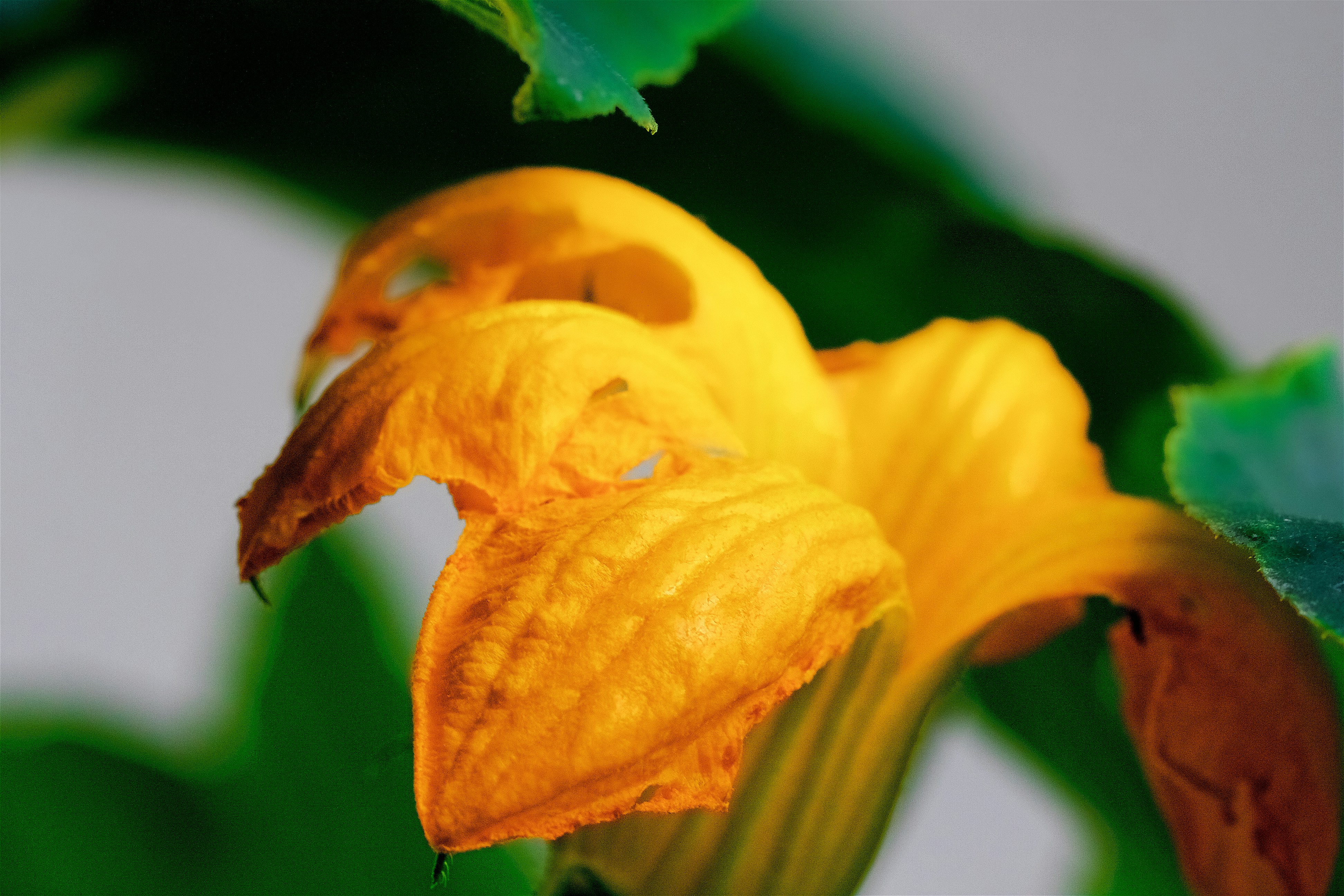 Close-up of withered orange flower bloom revealing delicate textures
