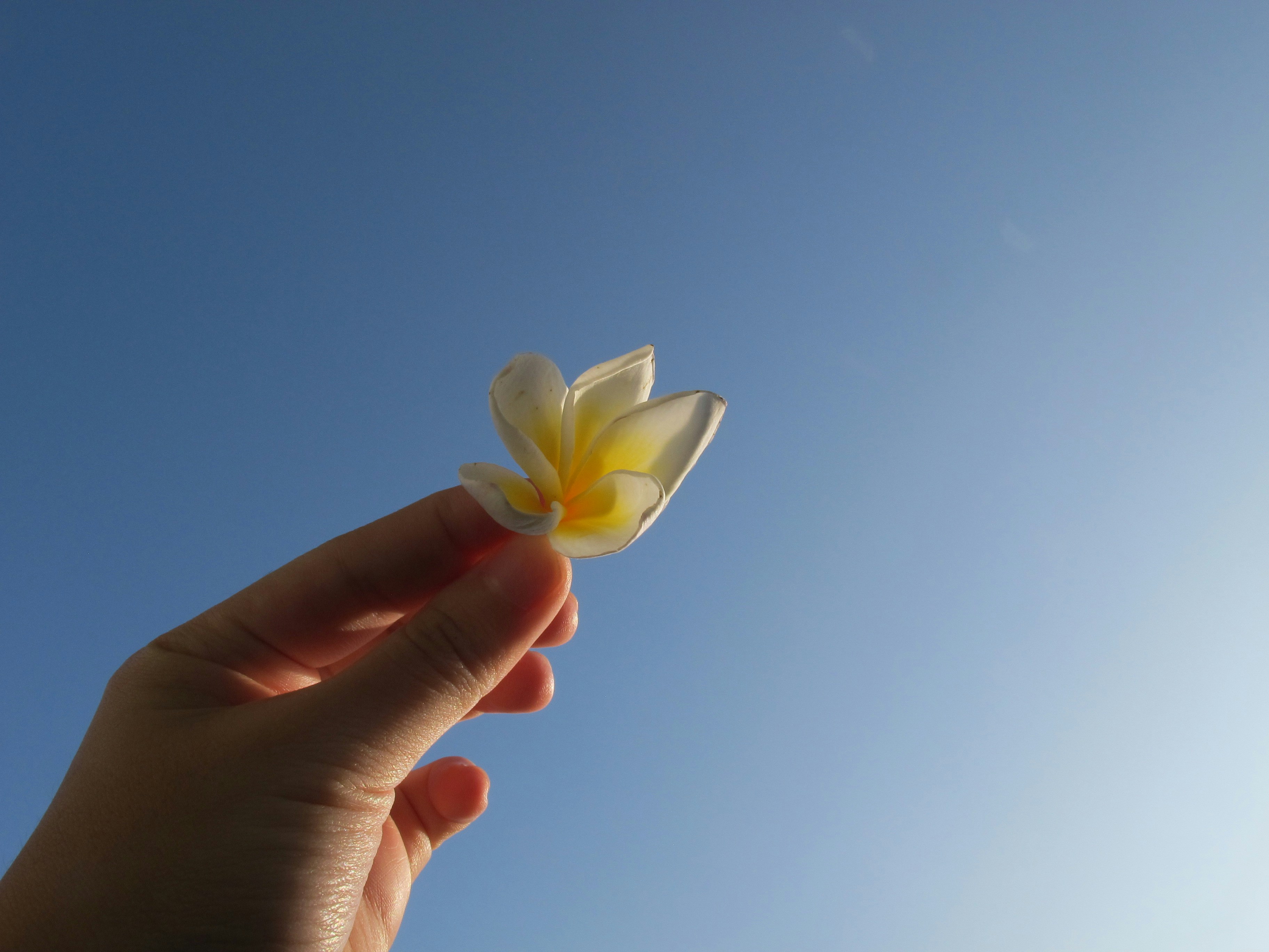 Handheld Blossom against a Clear Sky