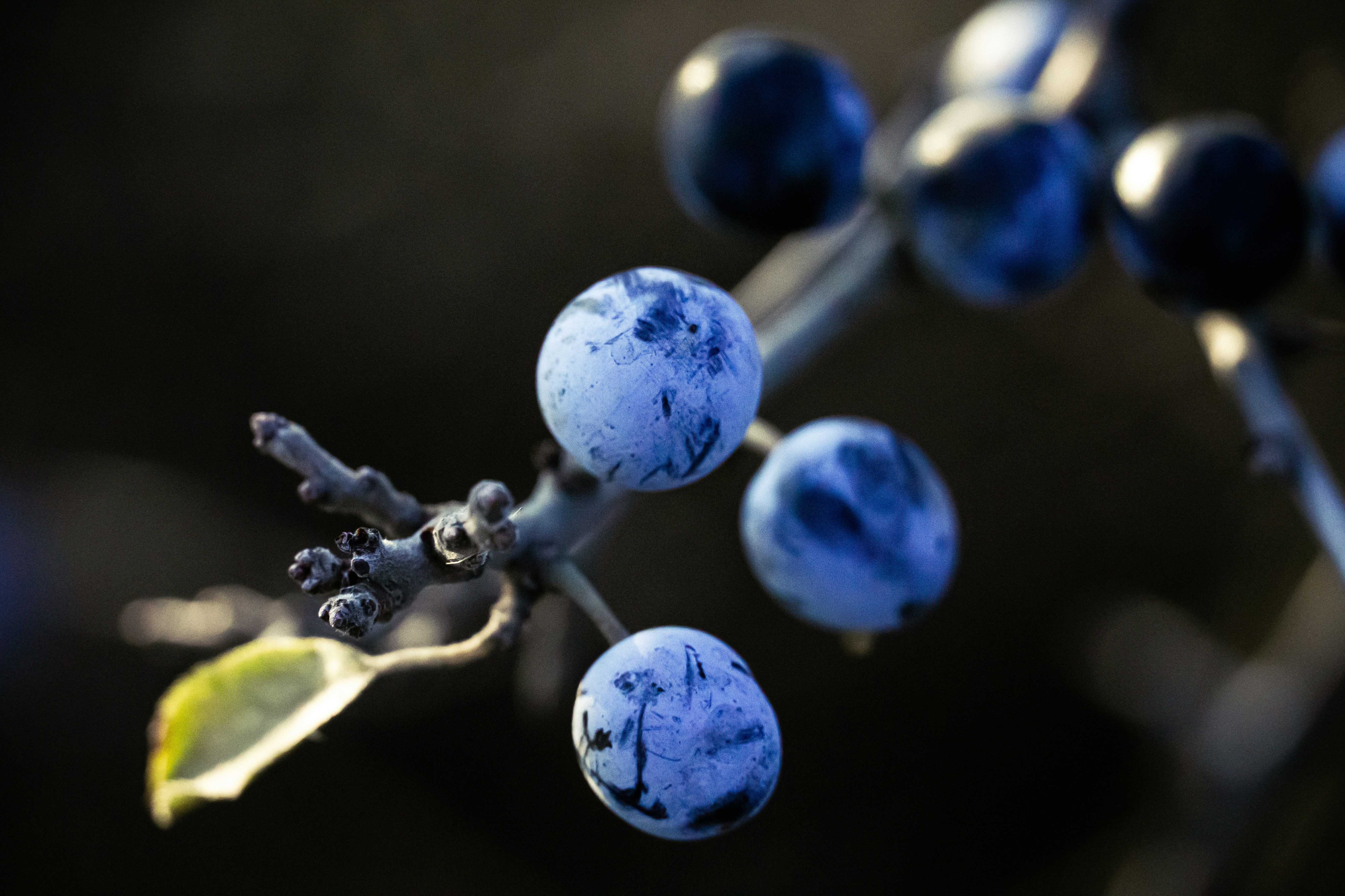 Blue round fruits in close up photography photo – Free Blue Image on ...