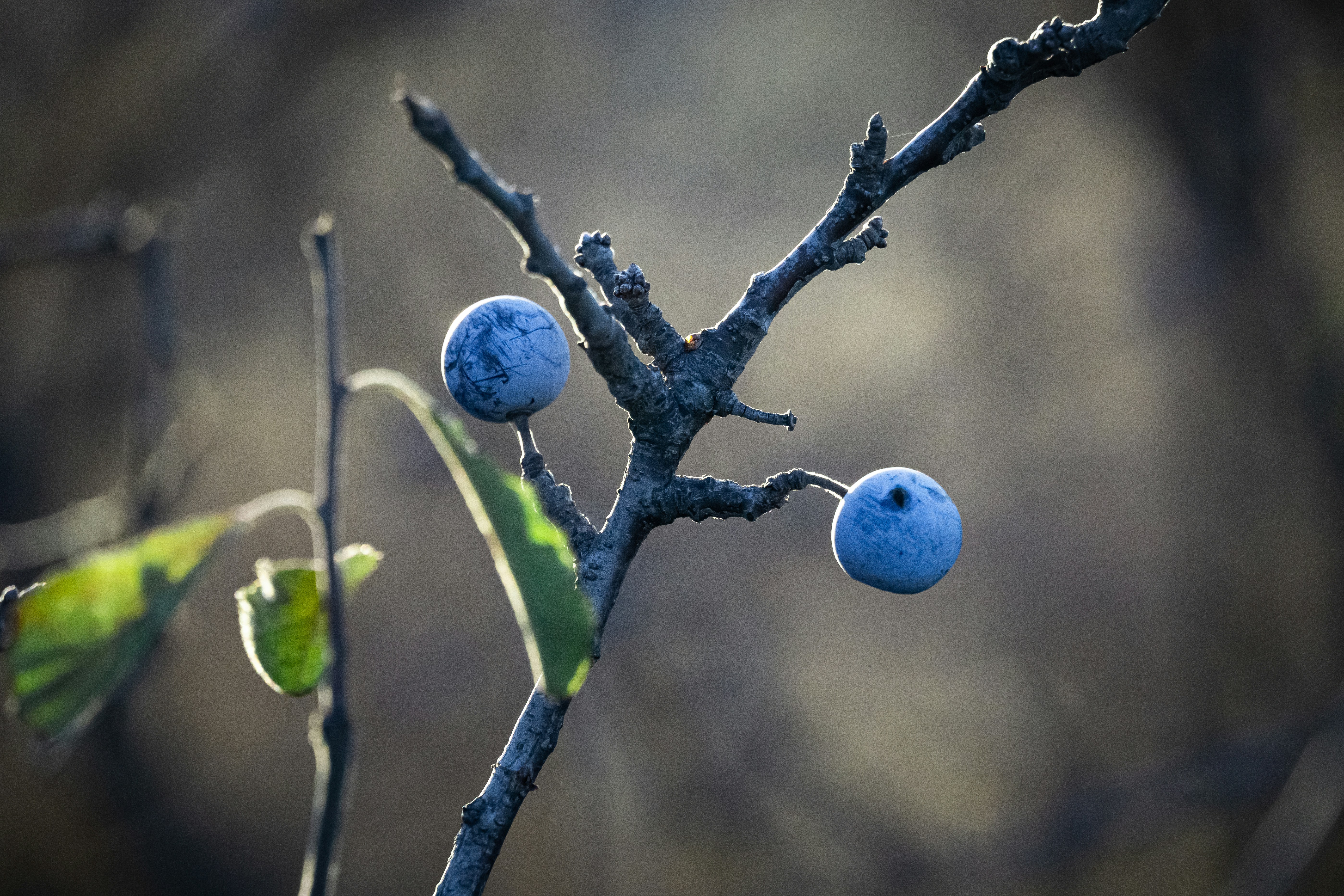 Blue round fruit on tree branch photo – Free Blueberry Image on Unsplash