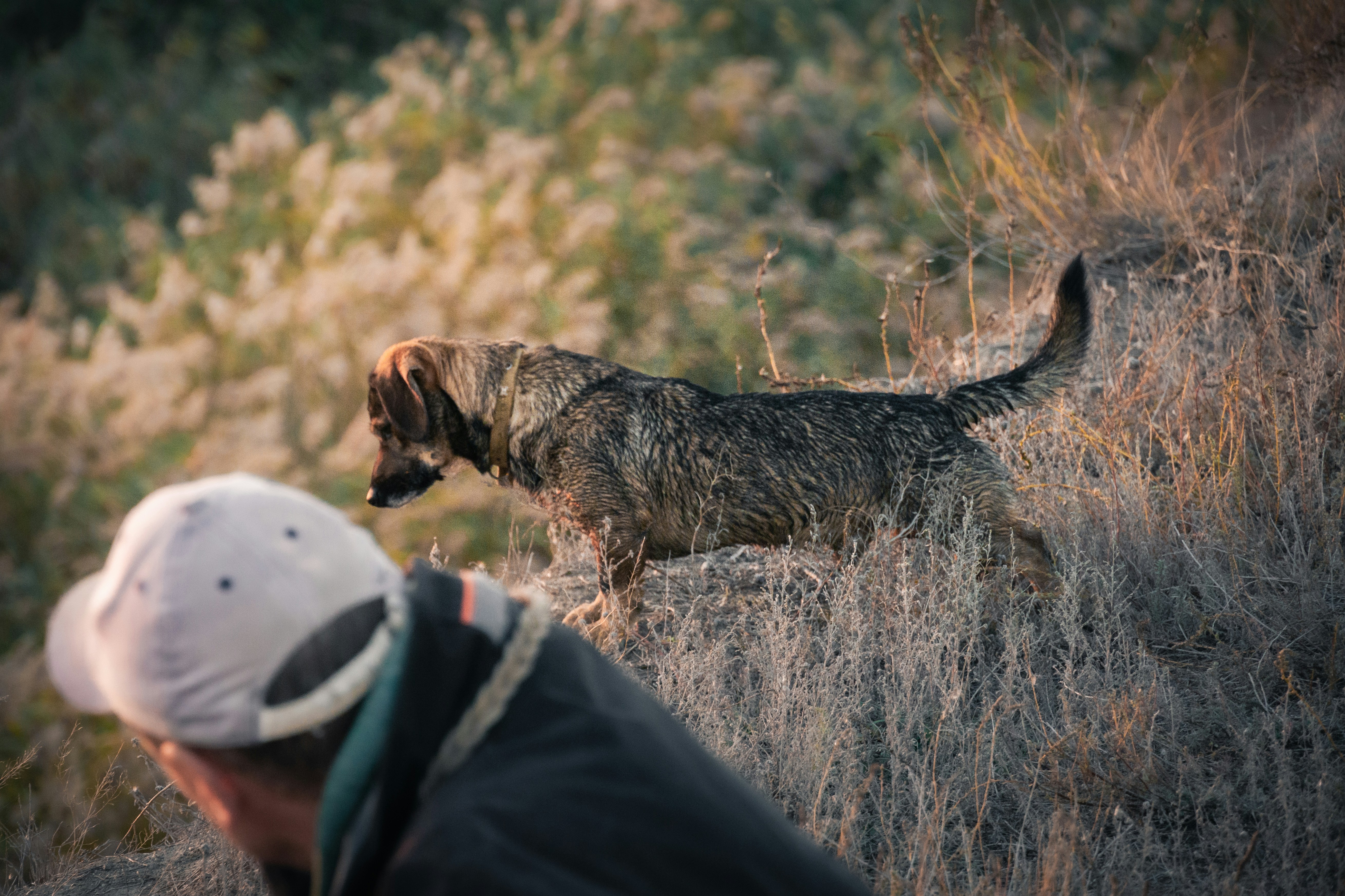 Dusk Ridge Watch: A Lone Dog Tracks the Grass as Quiet Light Holds the Hill