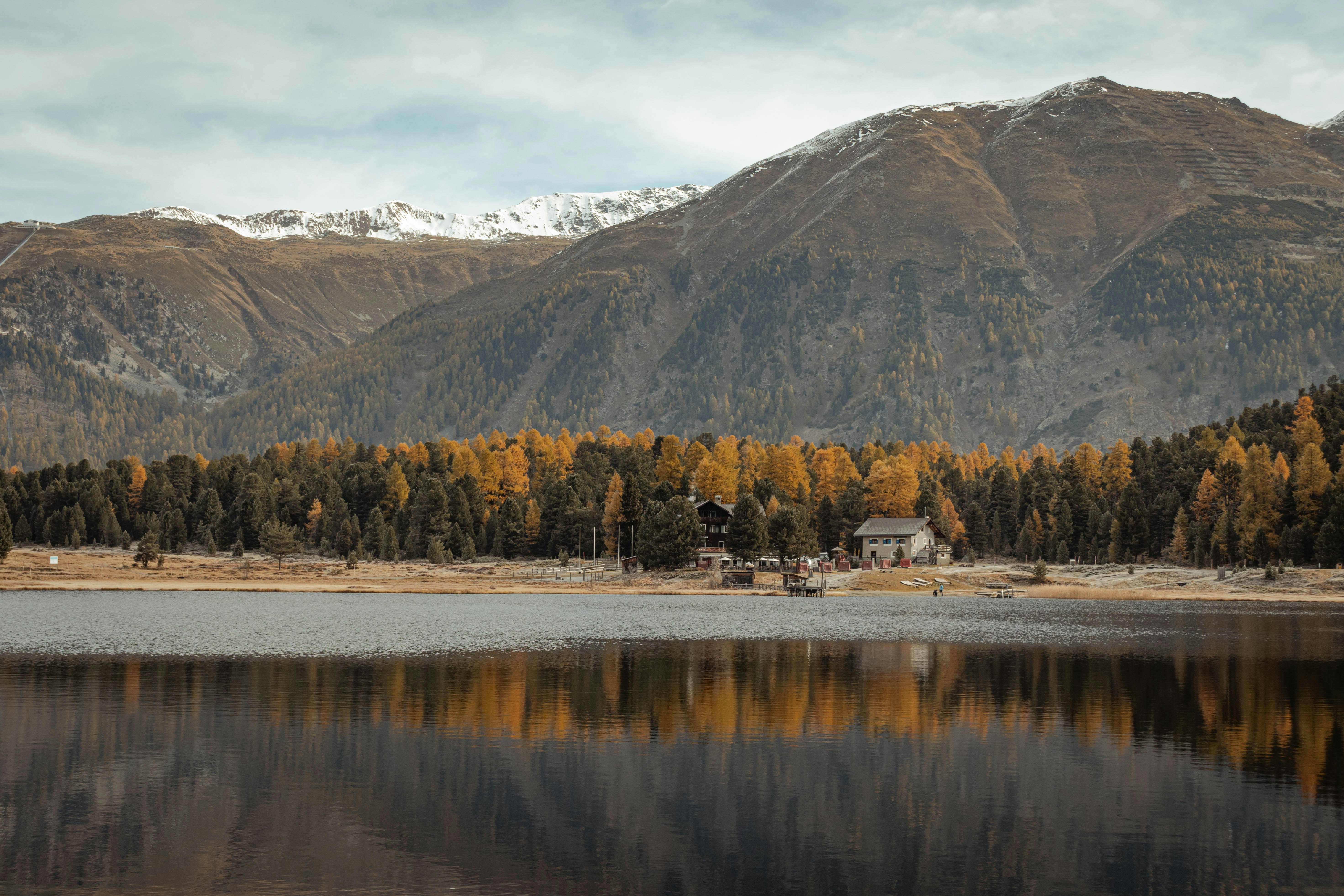 Autumn Pines at the Lake: Quiet Shoreline and Sky-Hued Peaks