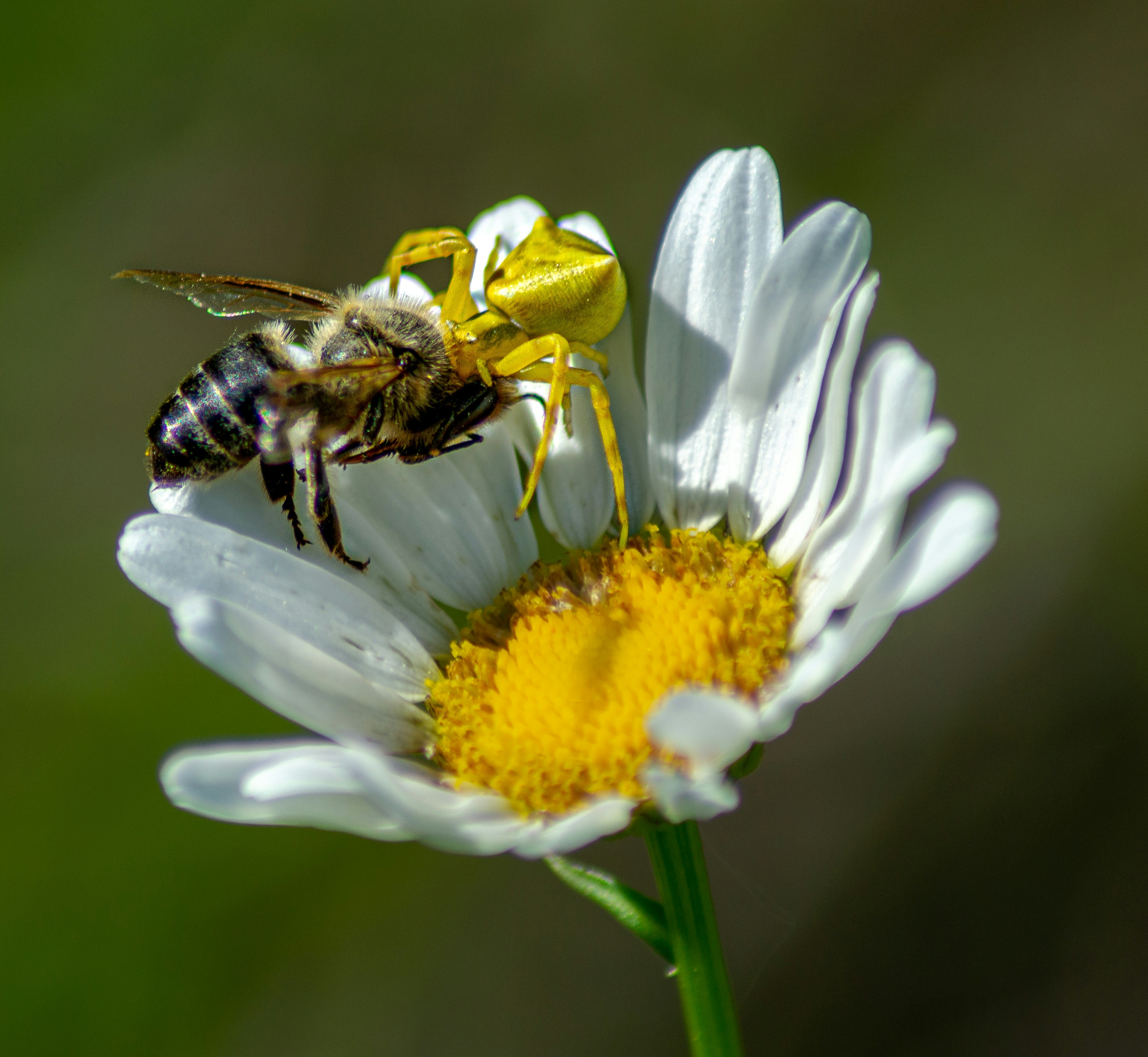 
A bee that meets its ultimate predator.
