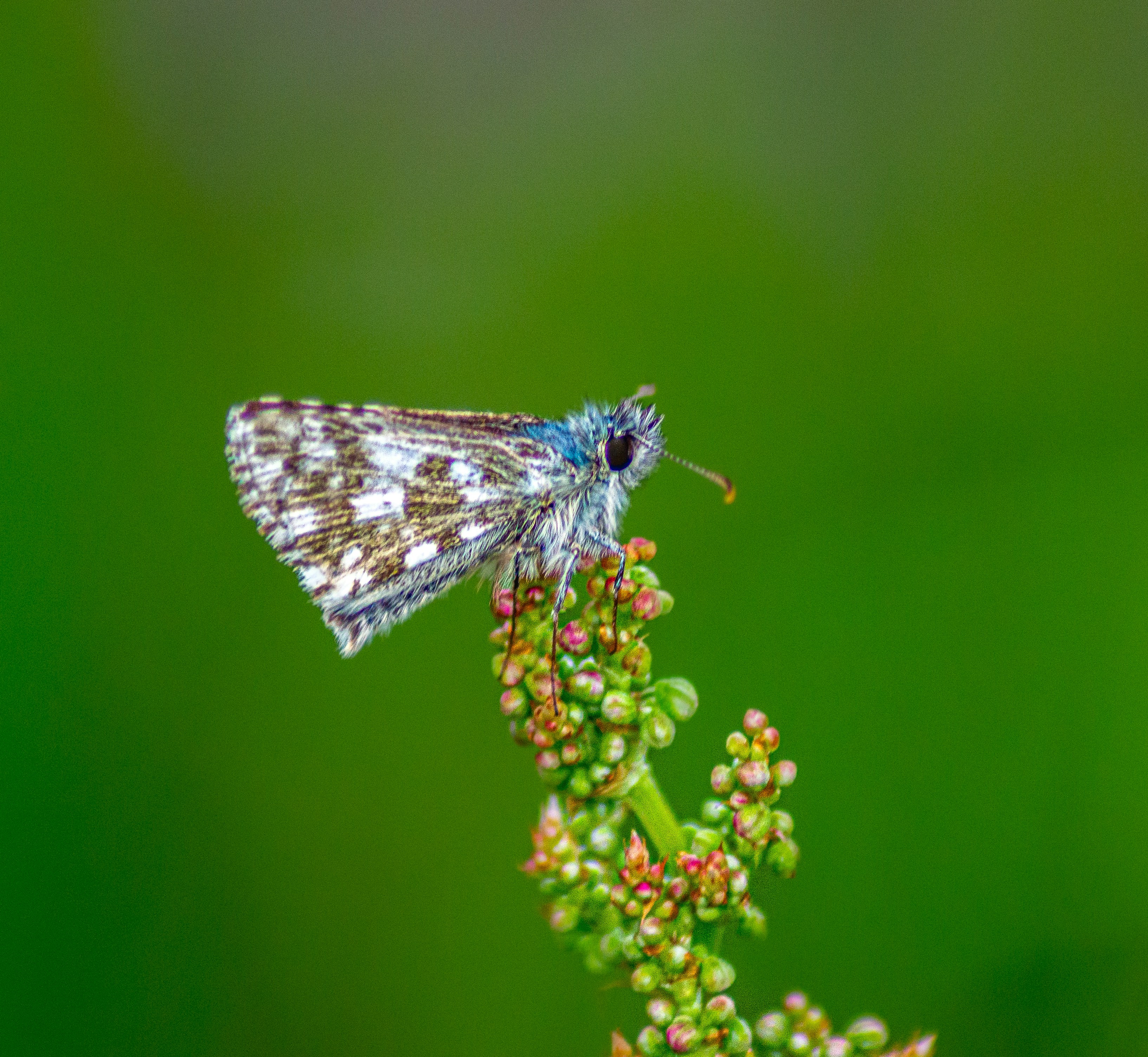 Speckled Moth on a Verdant Spike: a Quiet Moment in Green