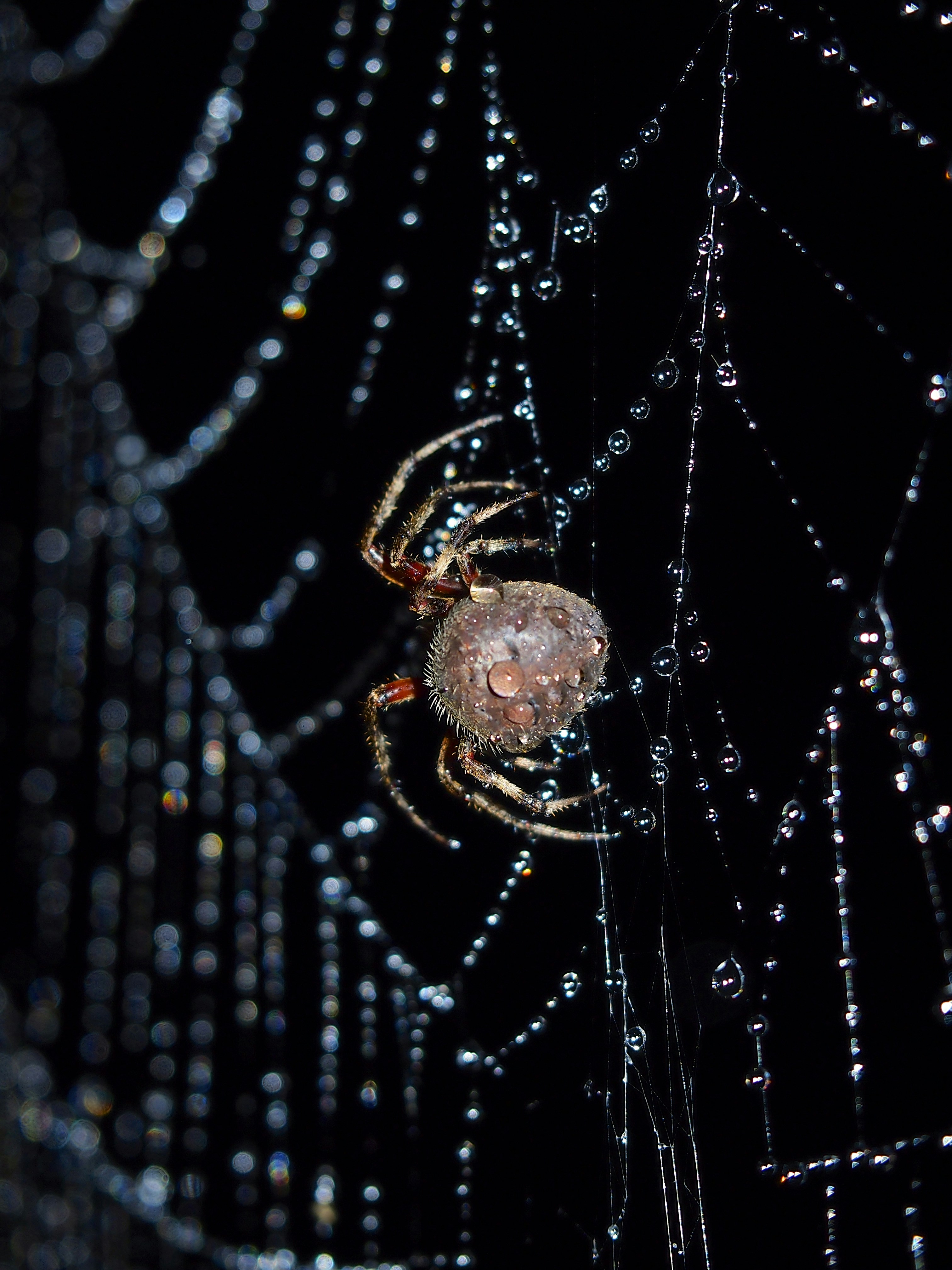 Night-Weave Dew: Amber Spider in a Web of Light