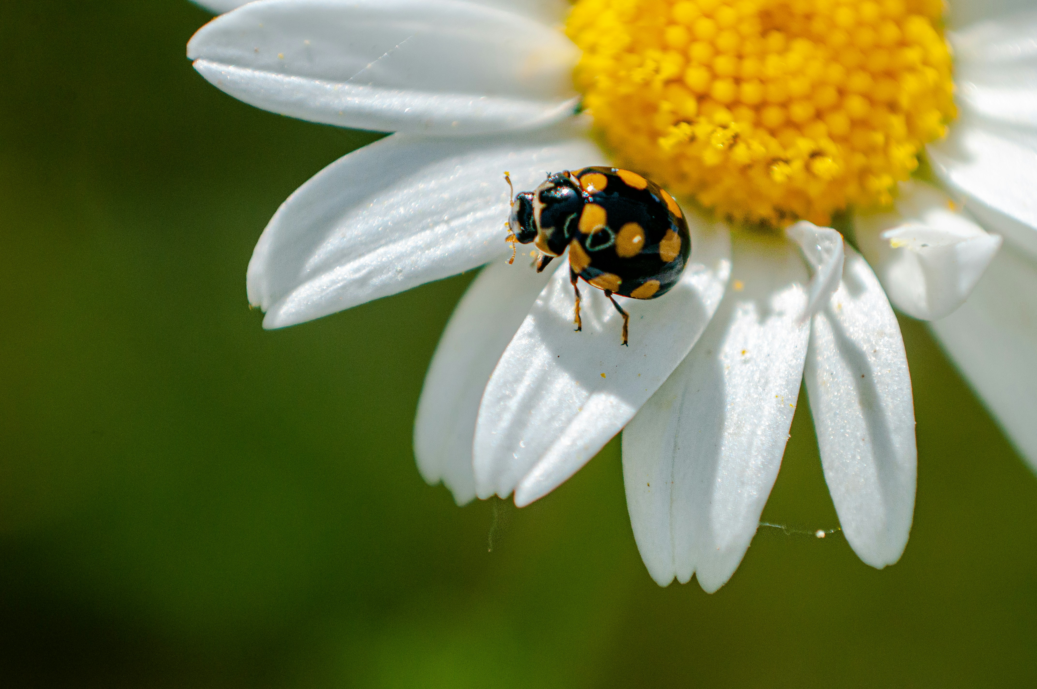 Spotlight on a Painted Scarab: Macro Portrait on a Daisy