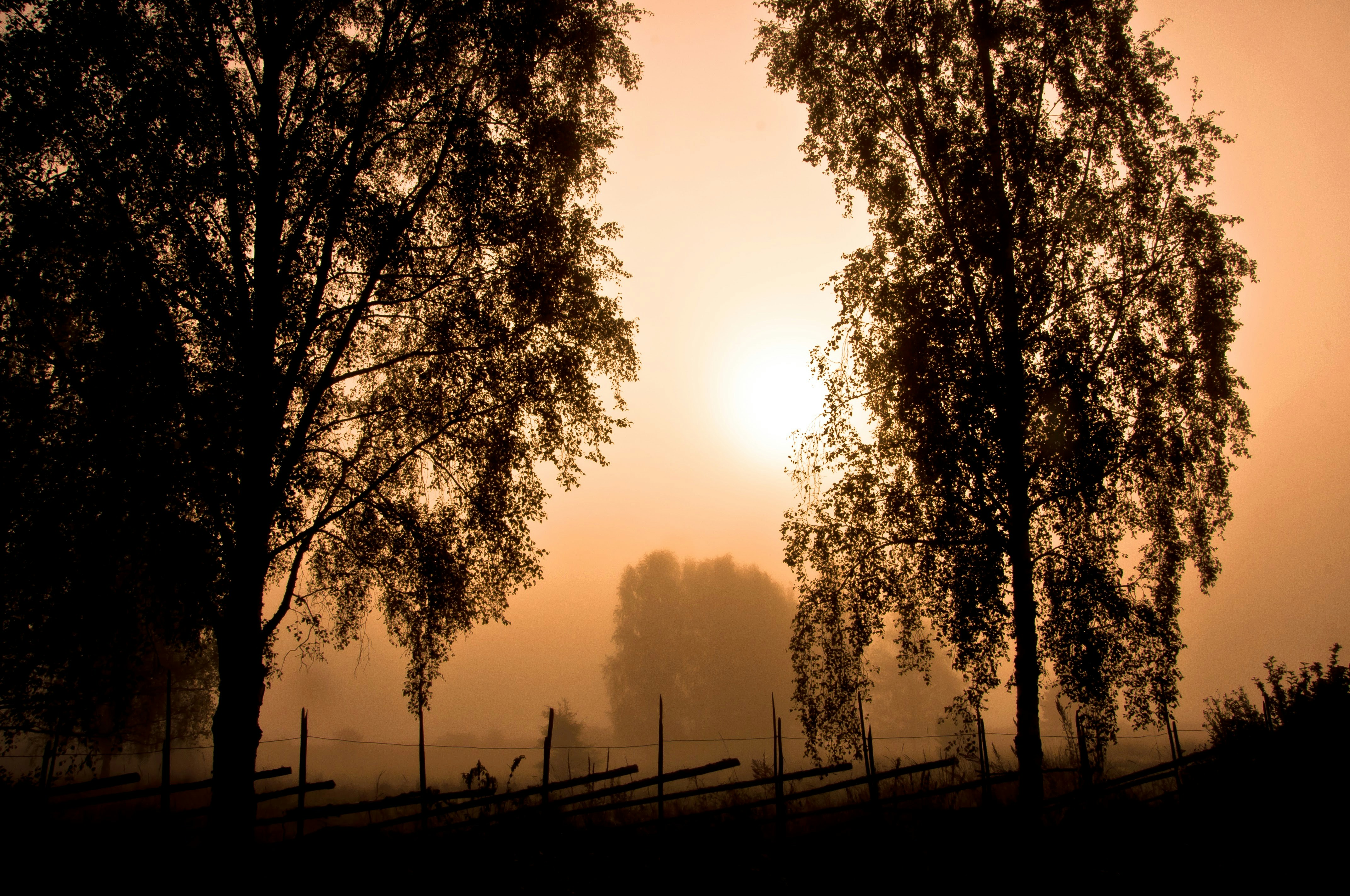 Silent Sunrise Over a Fogged Orchard
