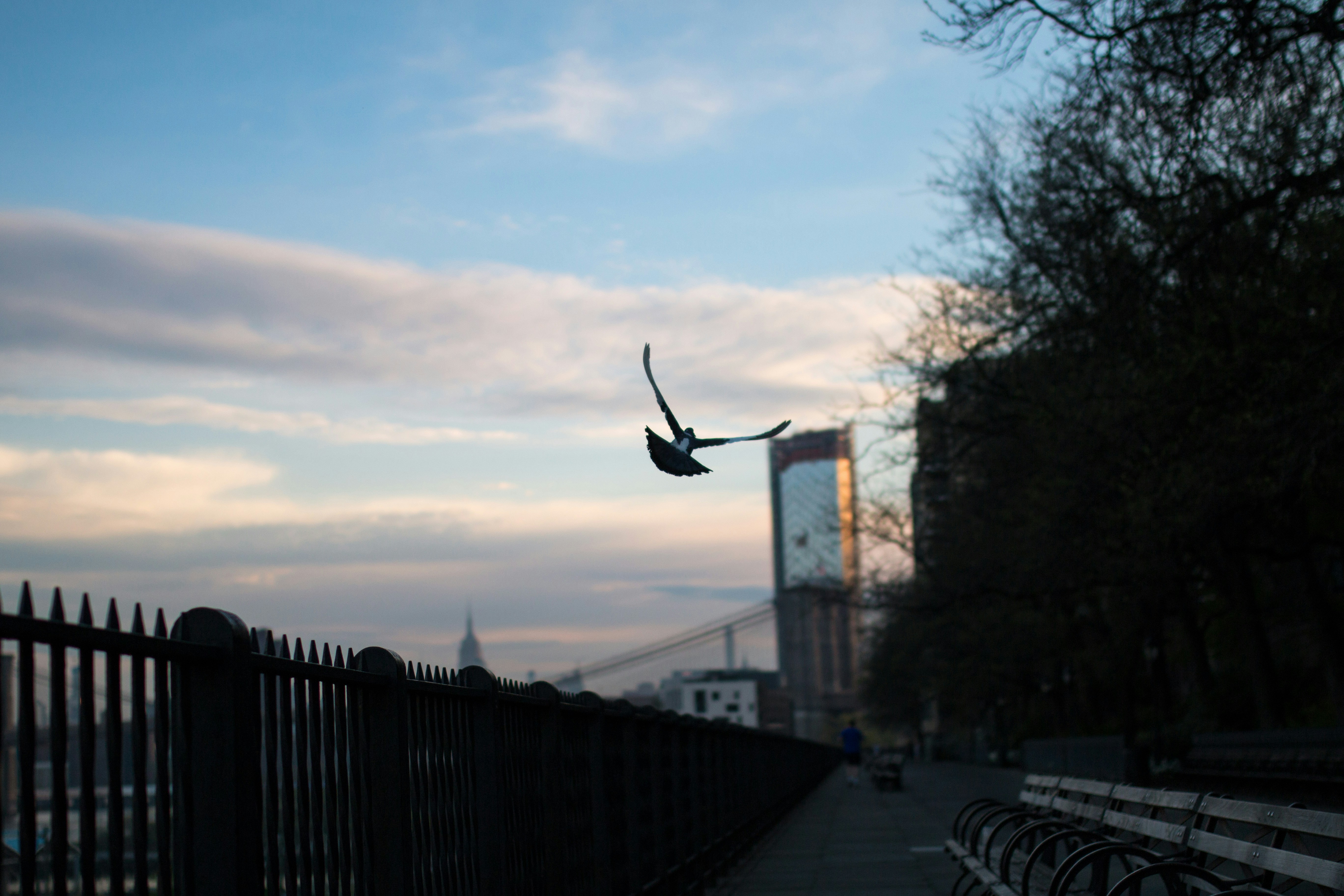 Gull in Flight Over a Riverside Promenade at Dusk