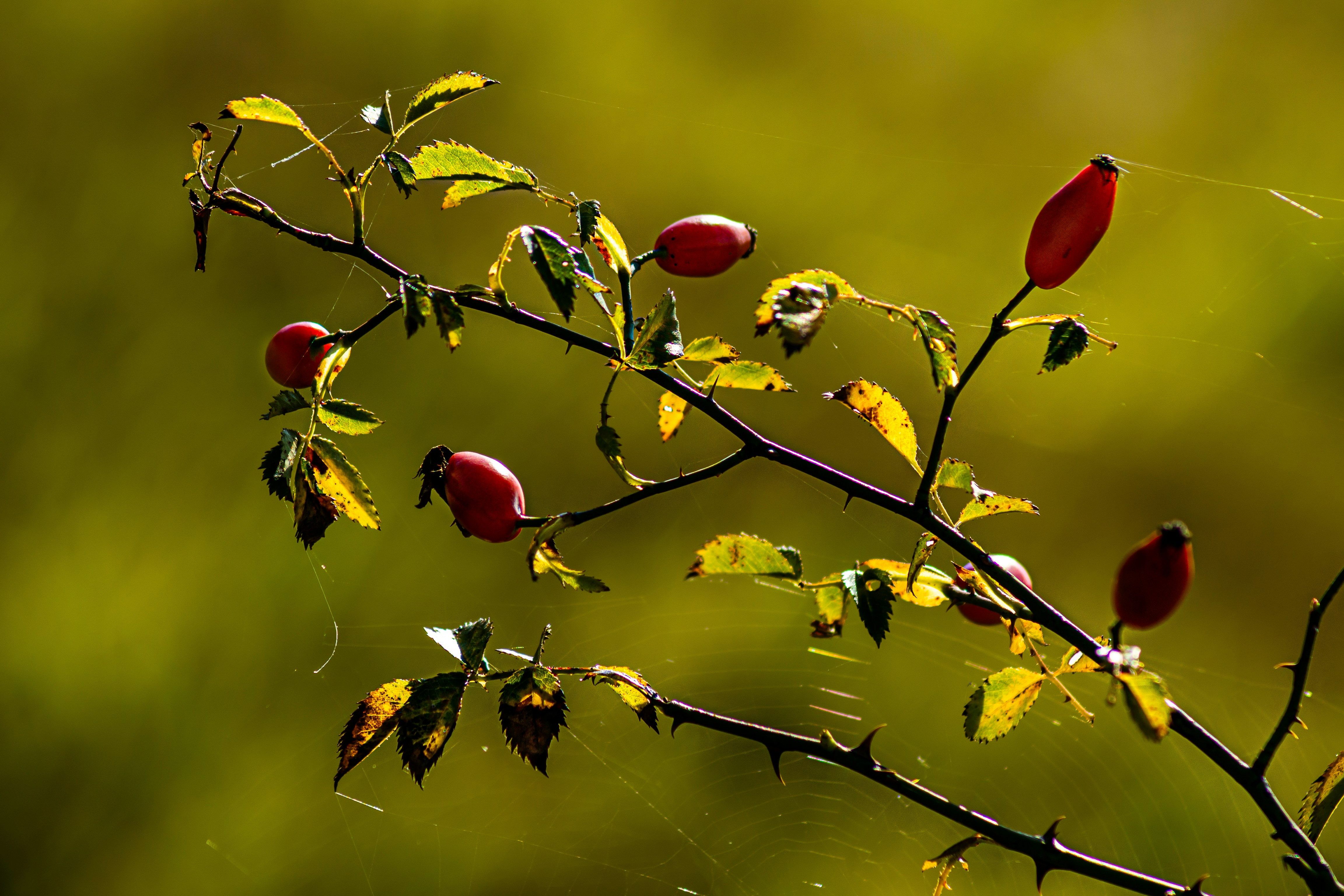 Fruits rouges et jaunes sur la branche de l’arbre photo – Photo România ...