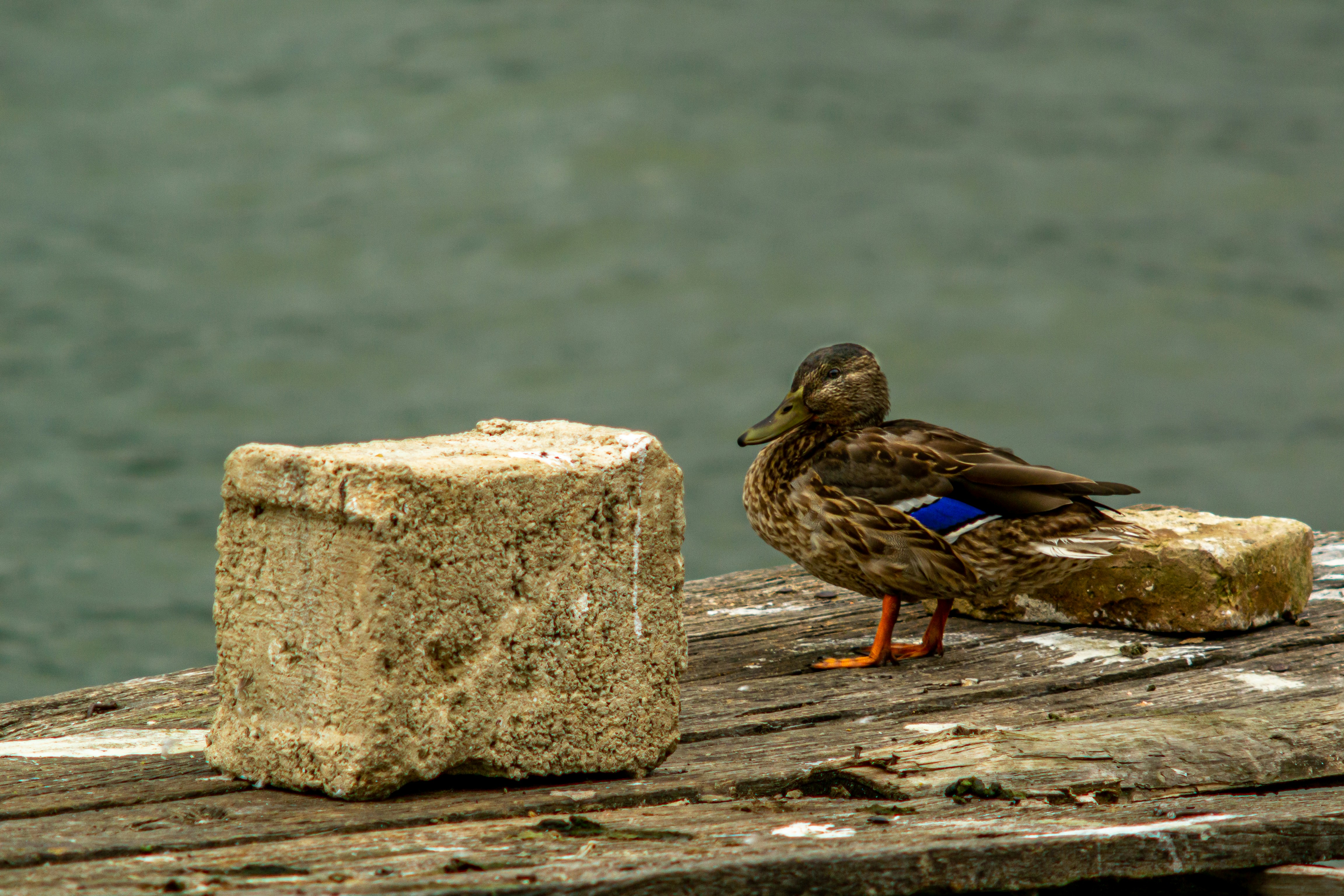 Blue Wing in a Quiet Moment: Mallard on a Weathered Dock