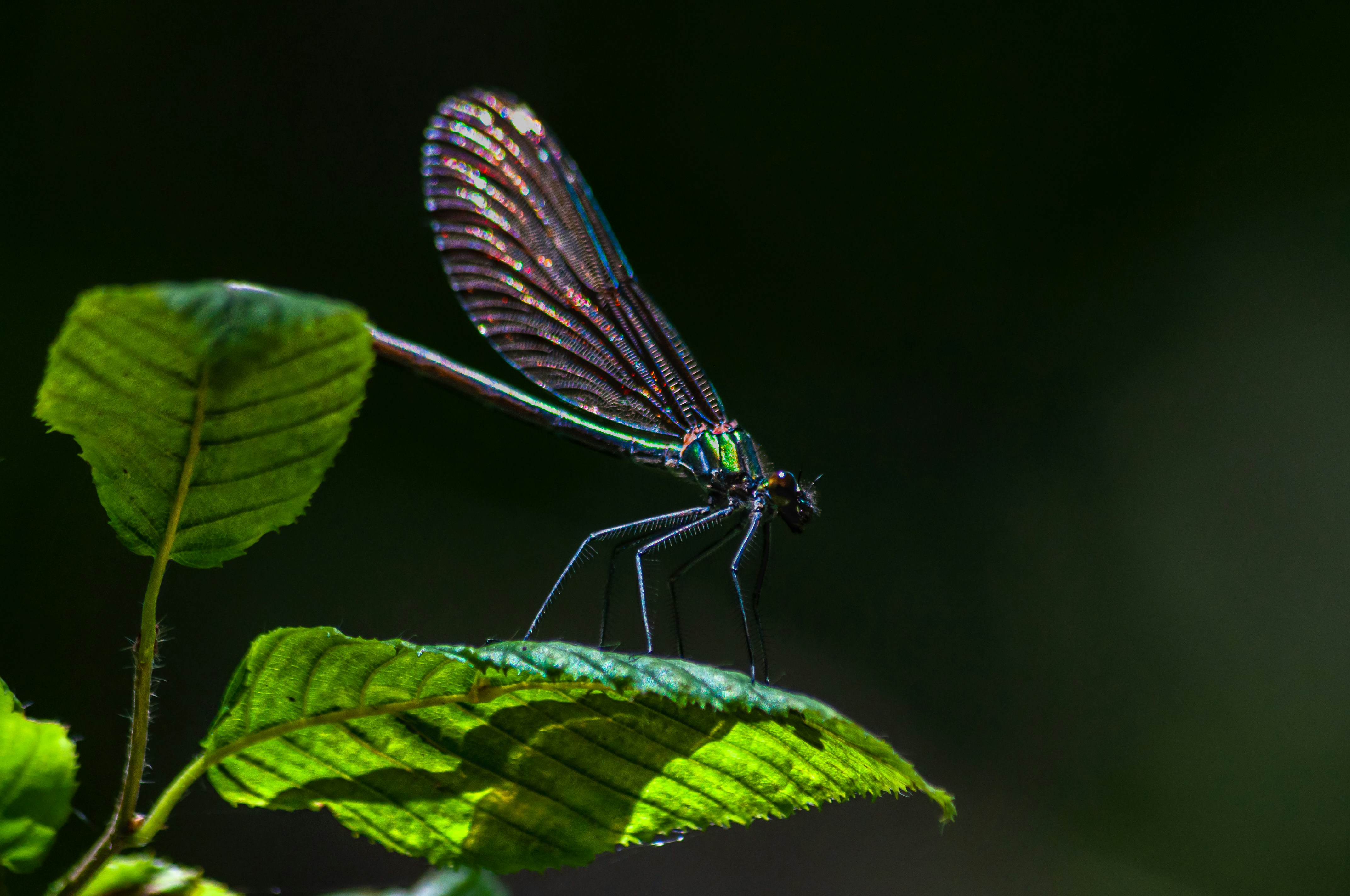 Emerald-Iridescent Dragonfly Perched on a Leaf Against a Velvet-Dark Backdrop